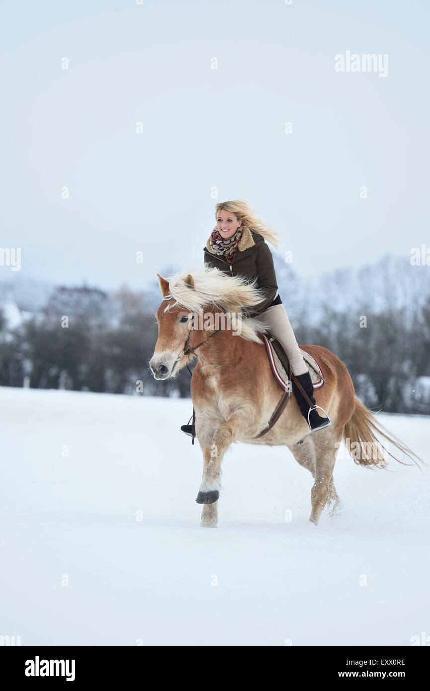 Young woman riding Haflinger horse in snow Stock Photo - Alamy