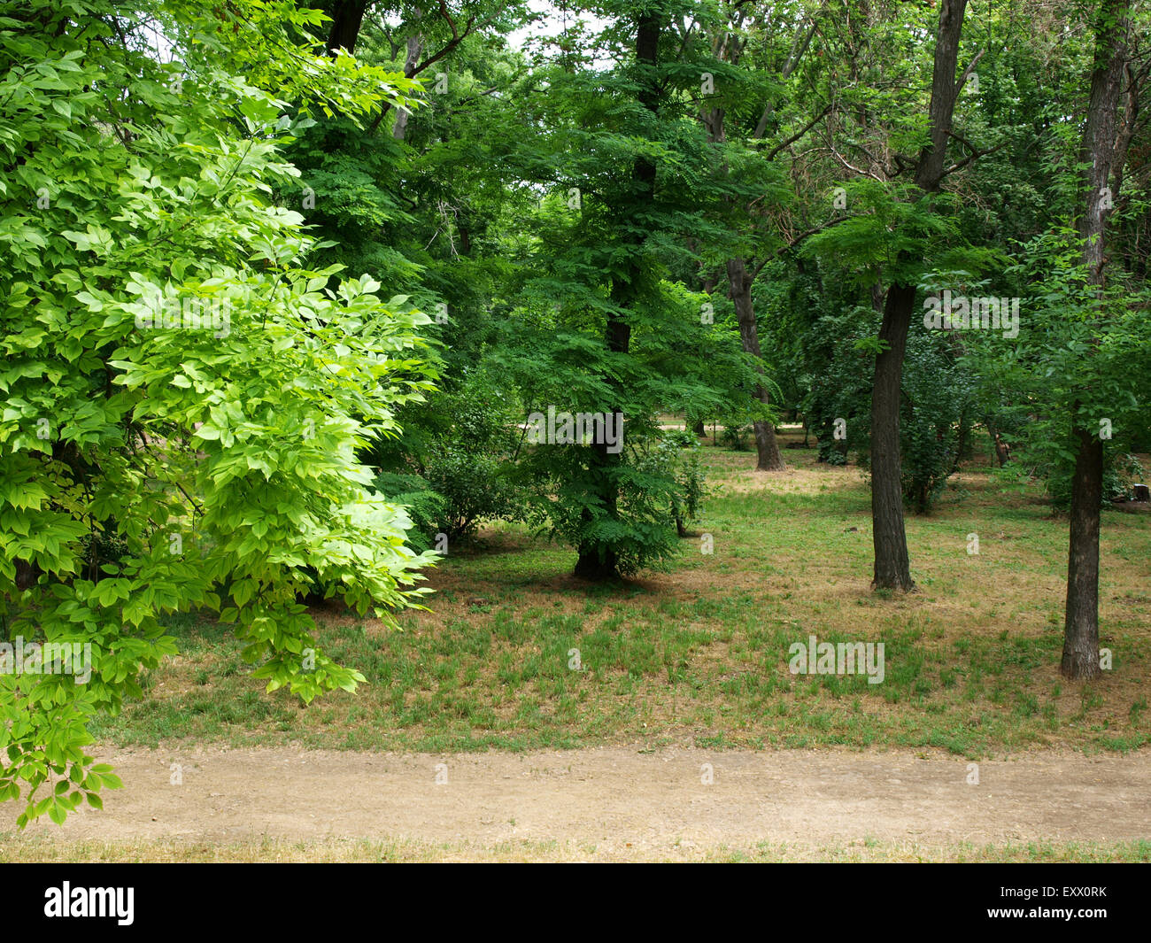 Deciduous forest in southern Europe, Russia Stock Photo - Alamy
