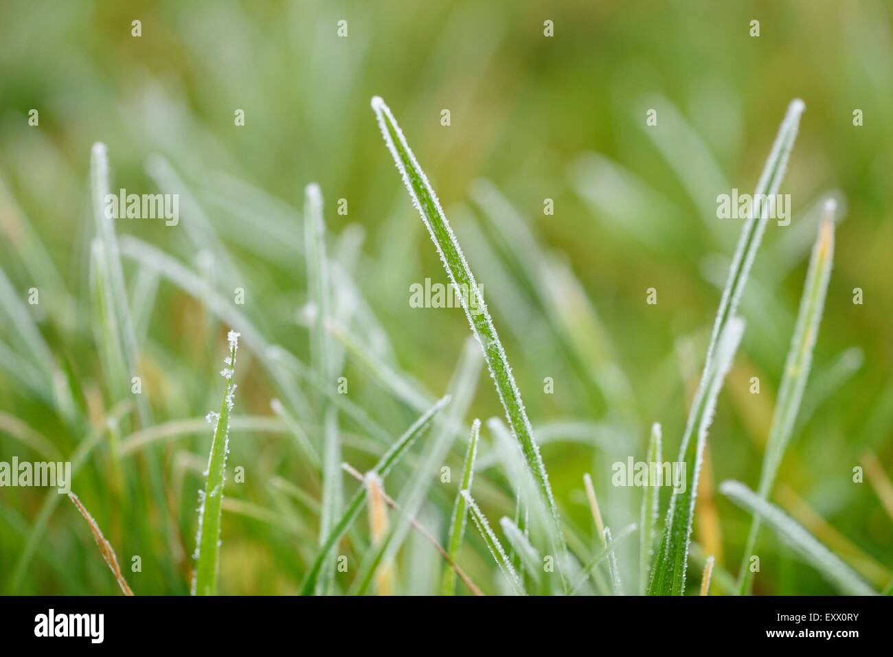 Up close grass blades hi-res stock photography and images - Alamy