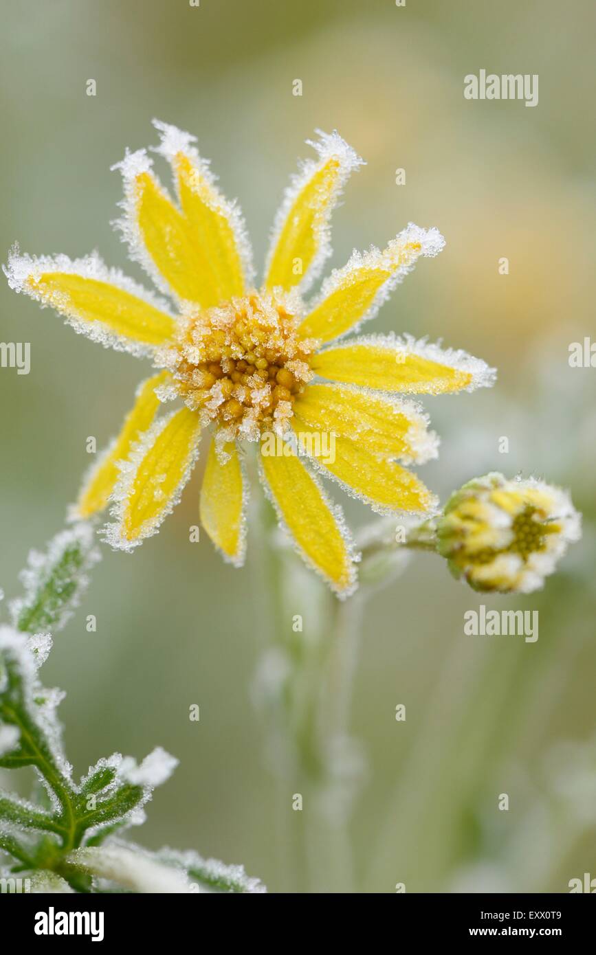 Common ragwort hi-res stock photography and images - Alamy