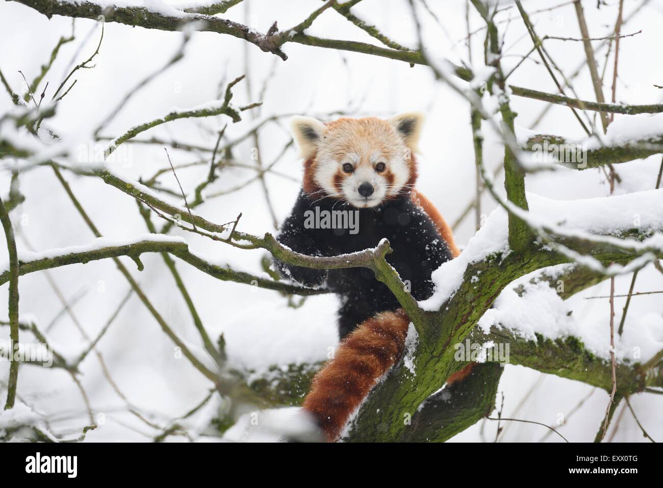 Panda in the snow hi-res stock photography and images - Alamy