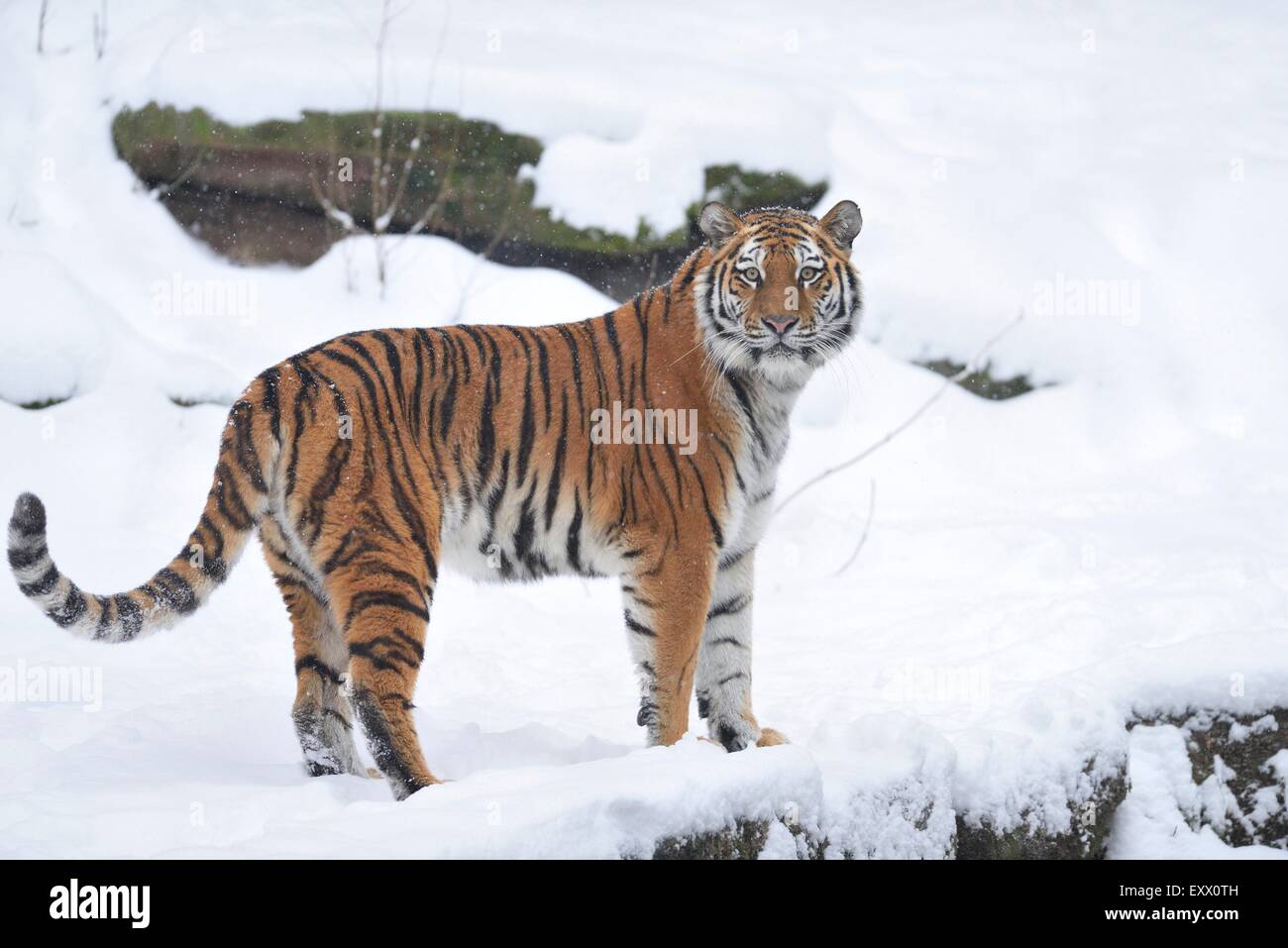 Siberian tiger in winter Stock Photo - Alamy