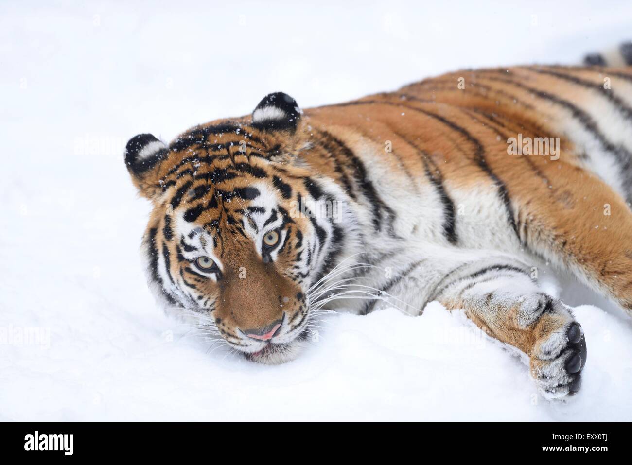 Siberian tiger in winter Stock Photo - Alamy