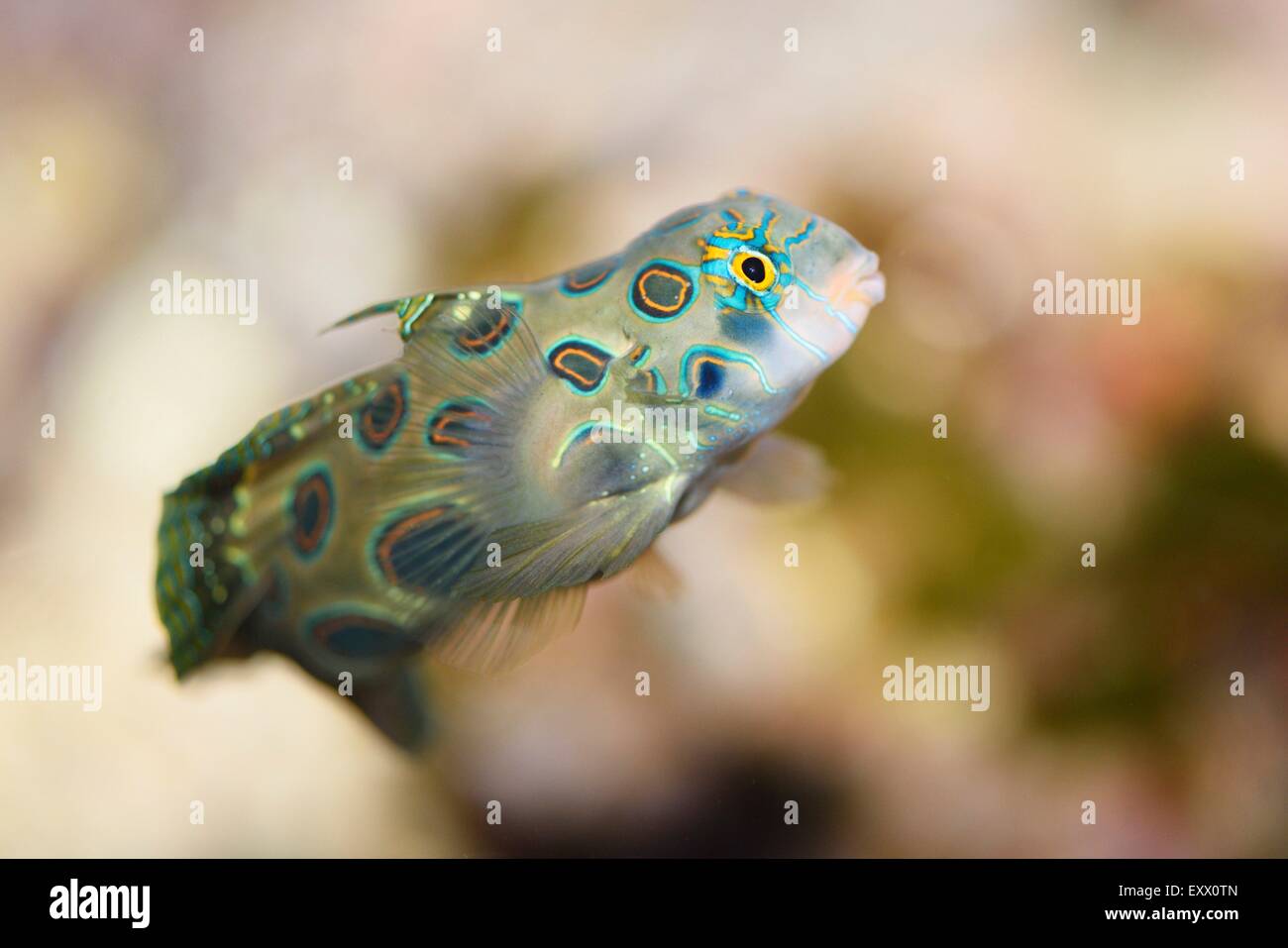 Spotted Mandarin Fish