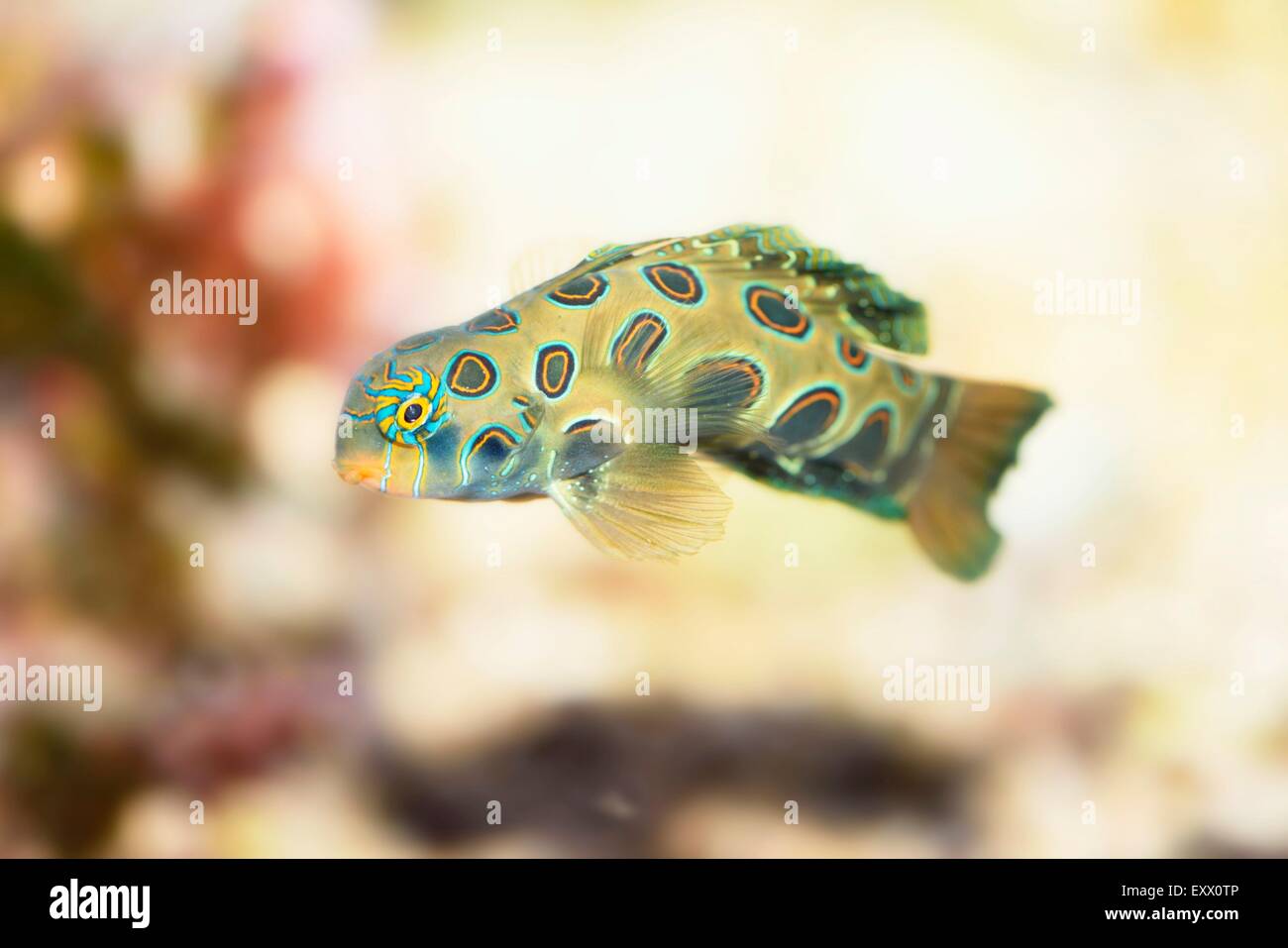 Spotted Mandarin Fish
