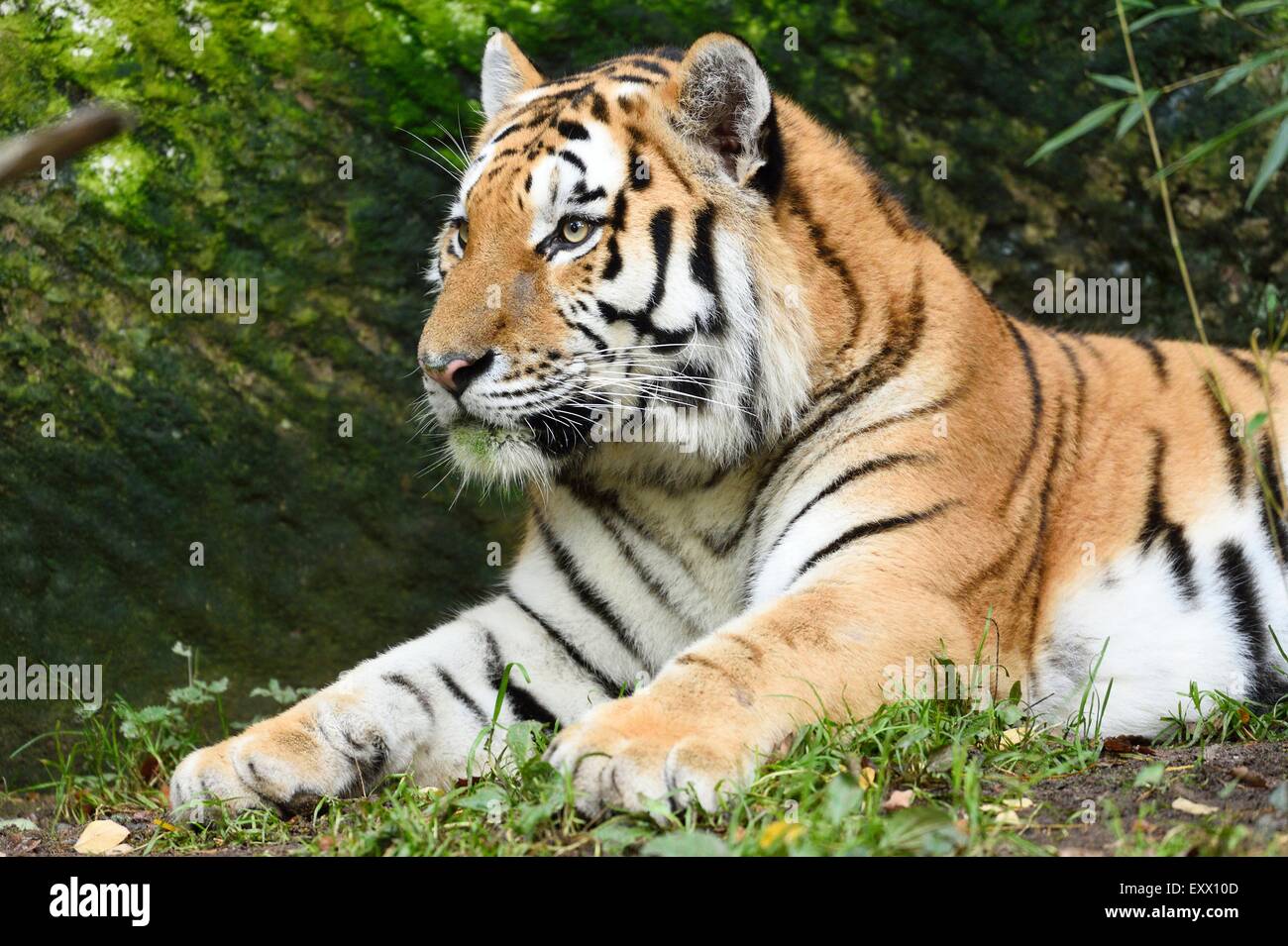 Tiger Reclining High Resolution Stock Photography and Images - Alamy