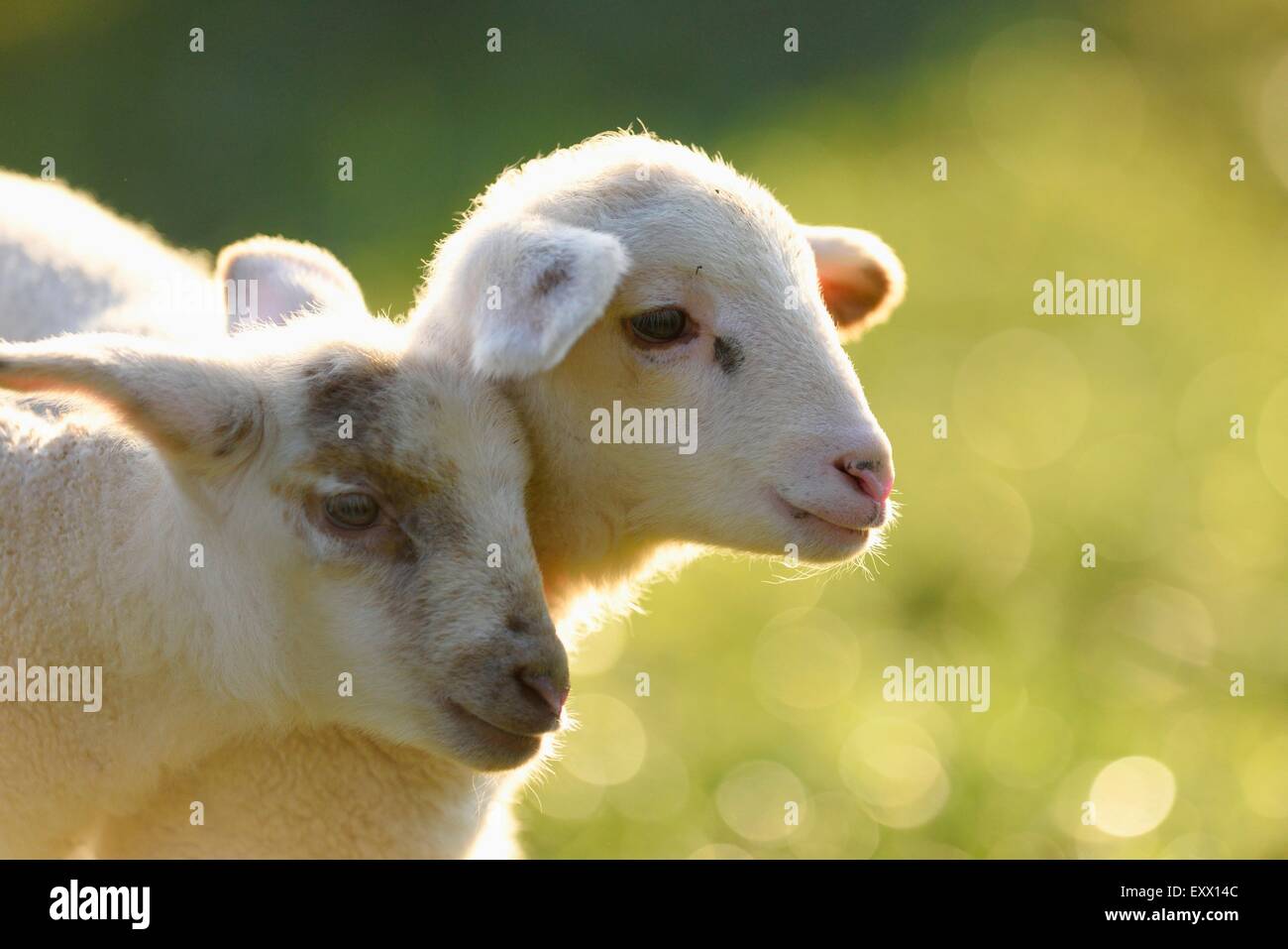 Sheep and lambs hi-res stock photography and images - Alamy