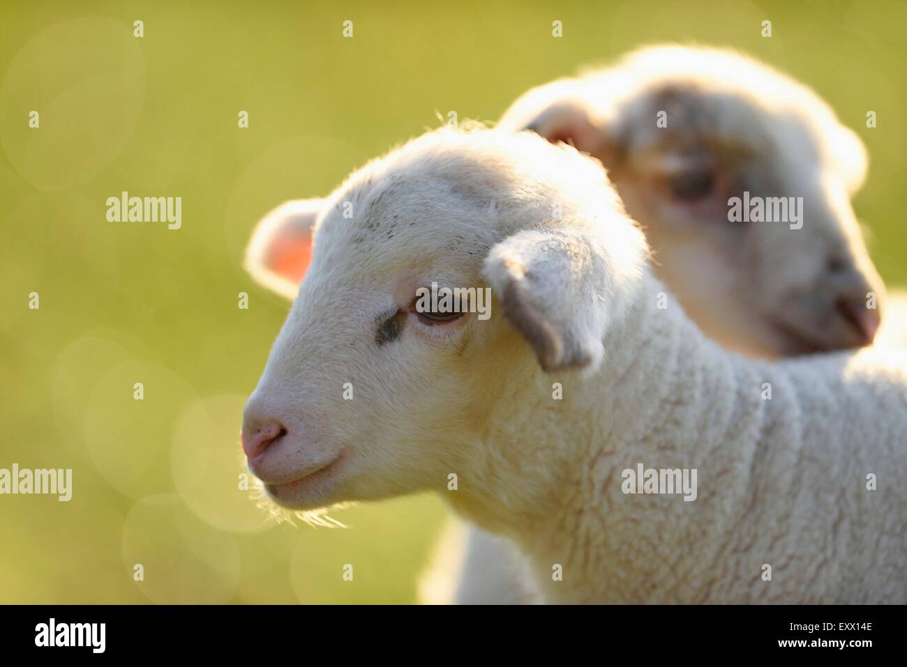 Sheep up close hi-res stock photography and images - Alamy