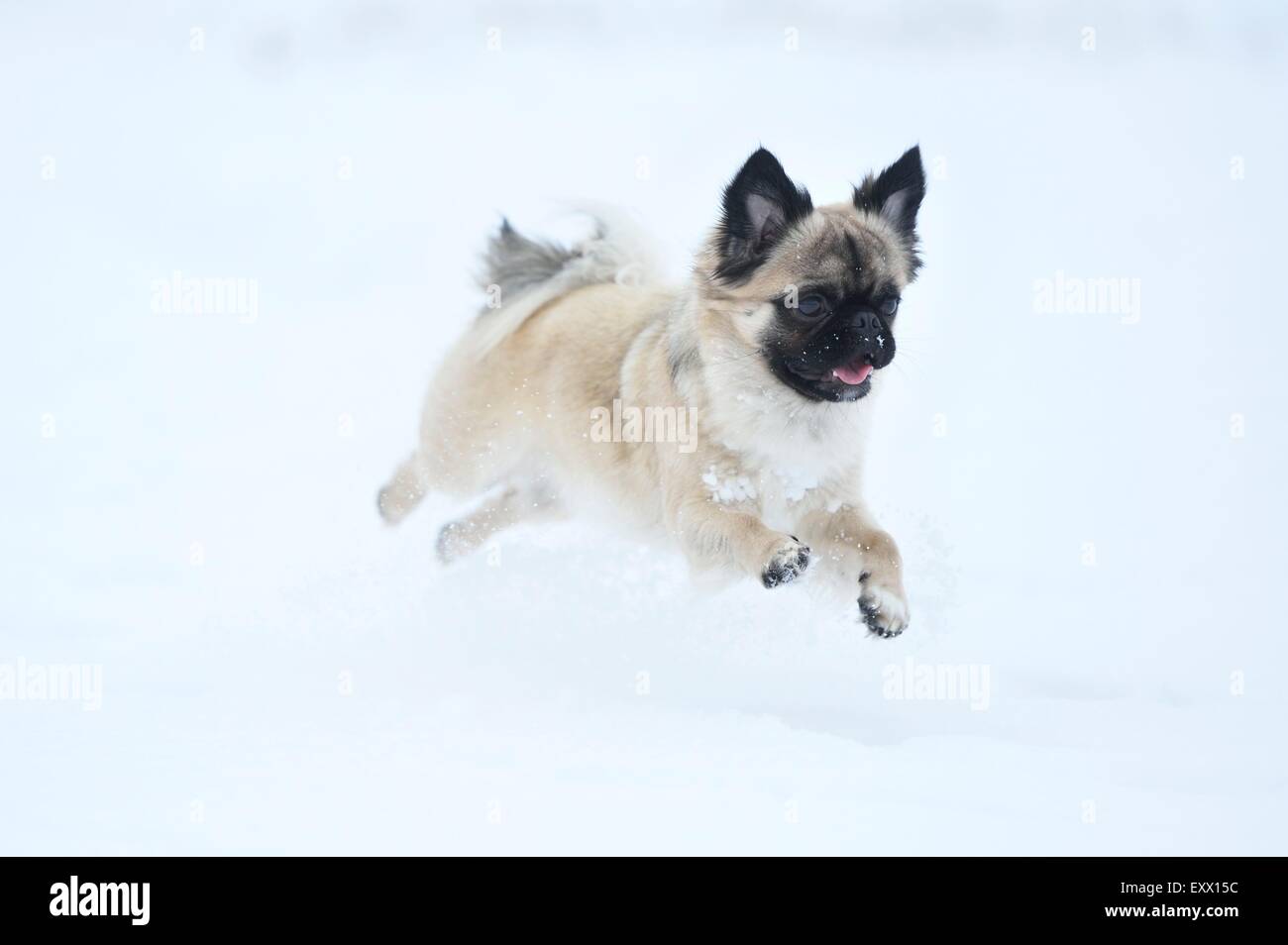 Dog running in snow winter hi-res stock photography and images - Alamy