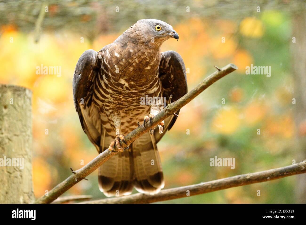 European honey buzzard hi-res stock photography and images - Alamy