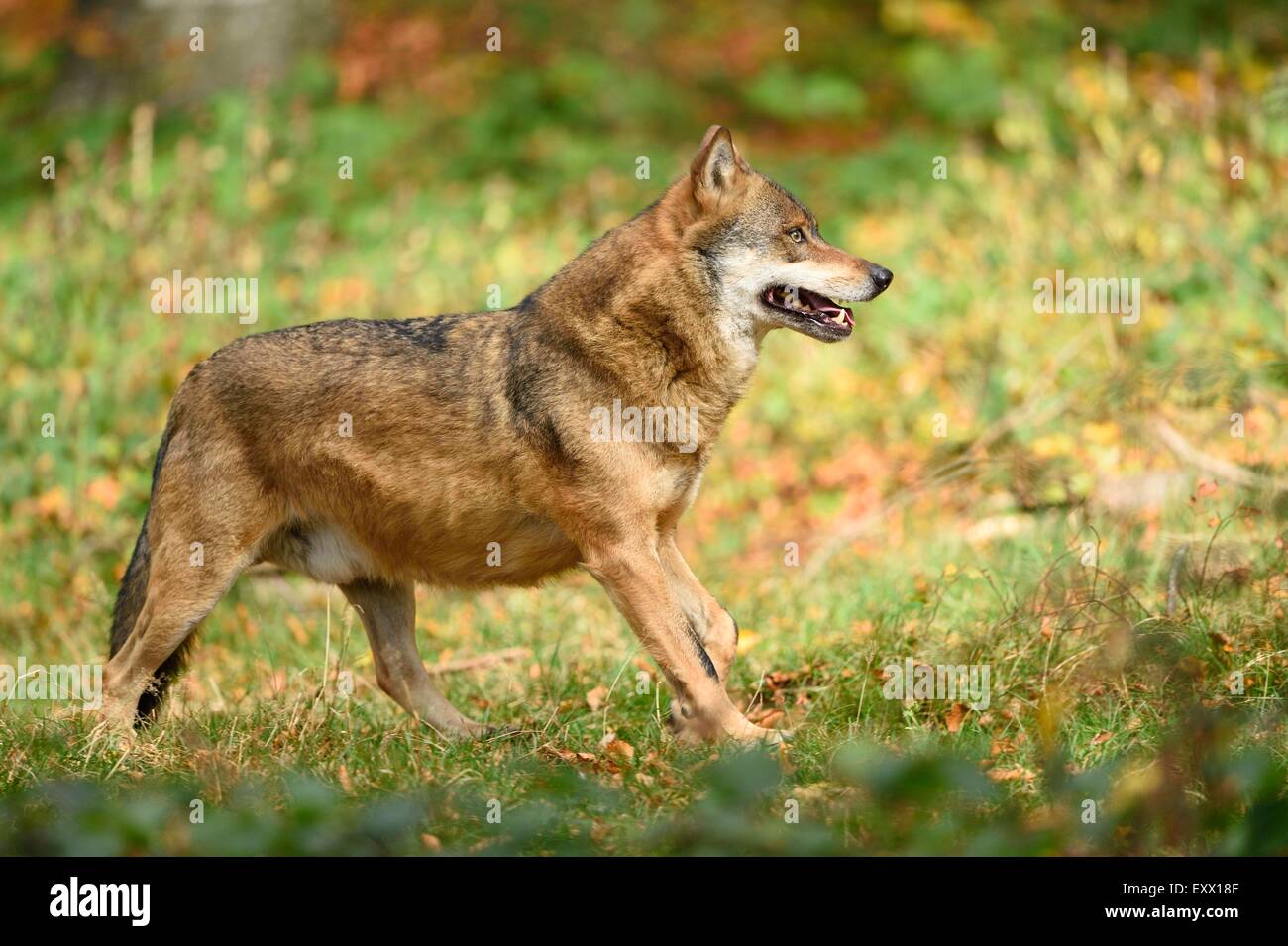 Eurasian wolf in a forest Stock Photo - Alamy
