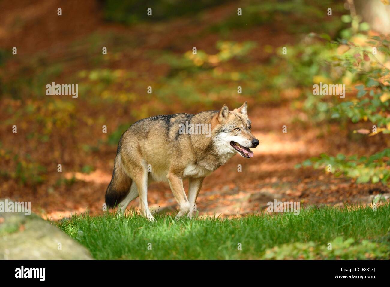 Eurasian wolf in a forest Stock Photo - Alamy