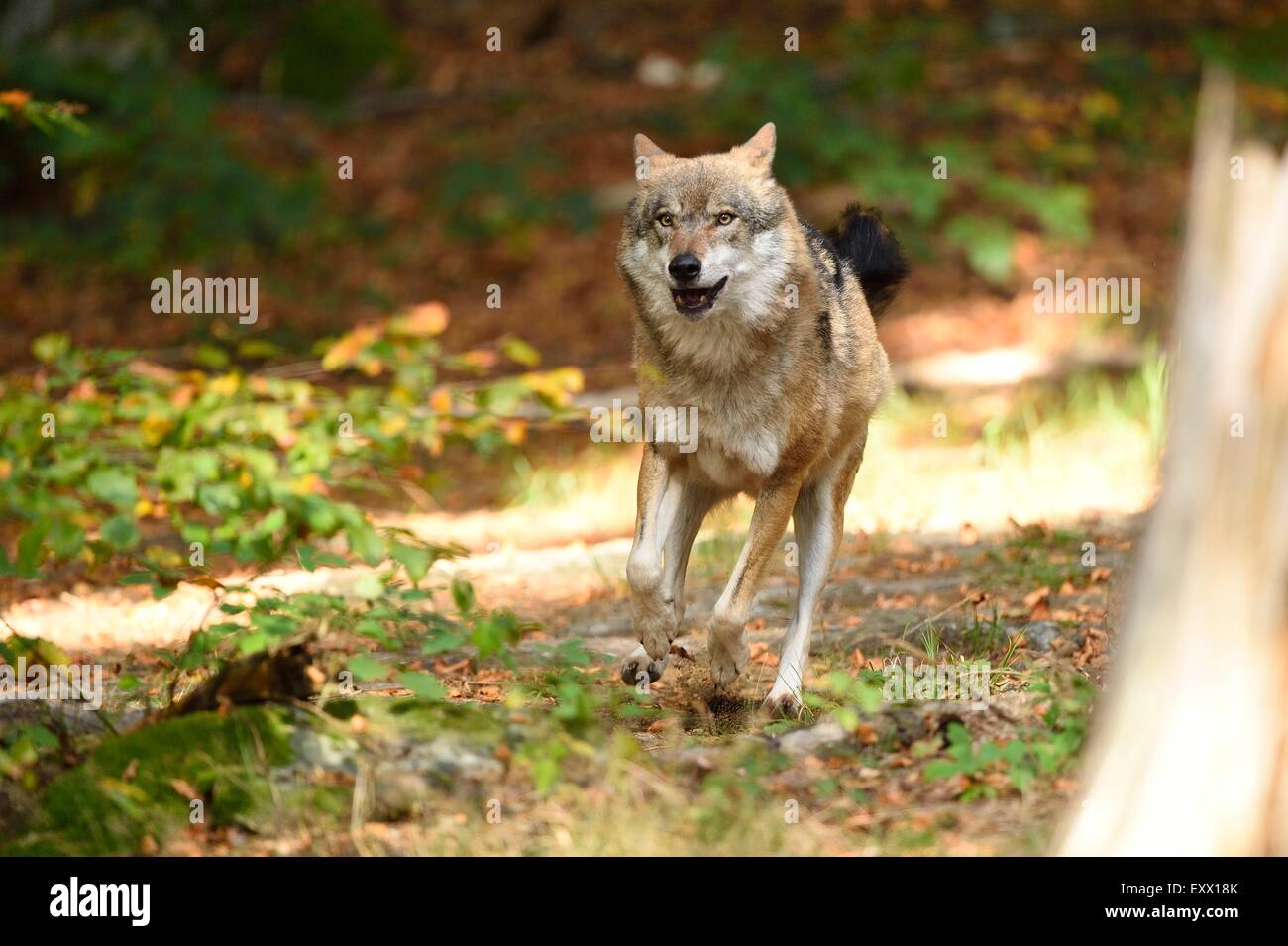 Eurasian wolf in a forest Stock Photo - Alamy