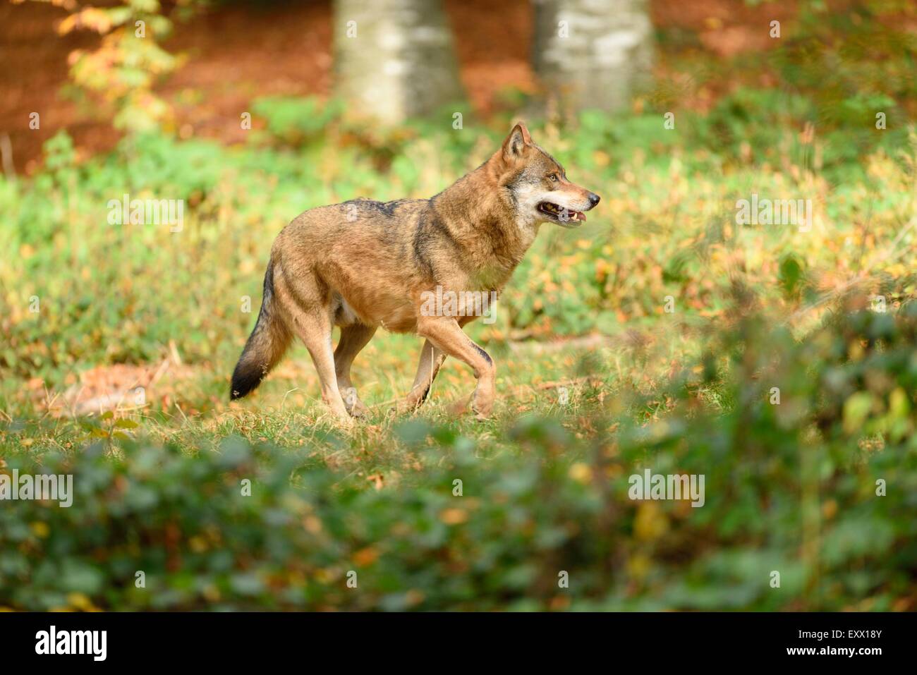 Eurasian wolf in a forest Stock Photo - Alamy