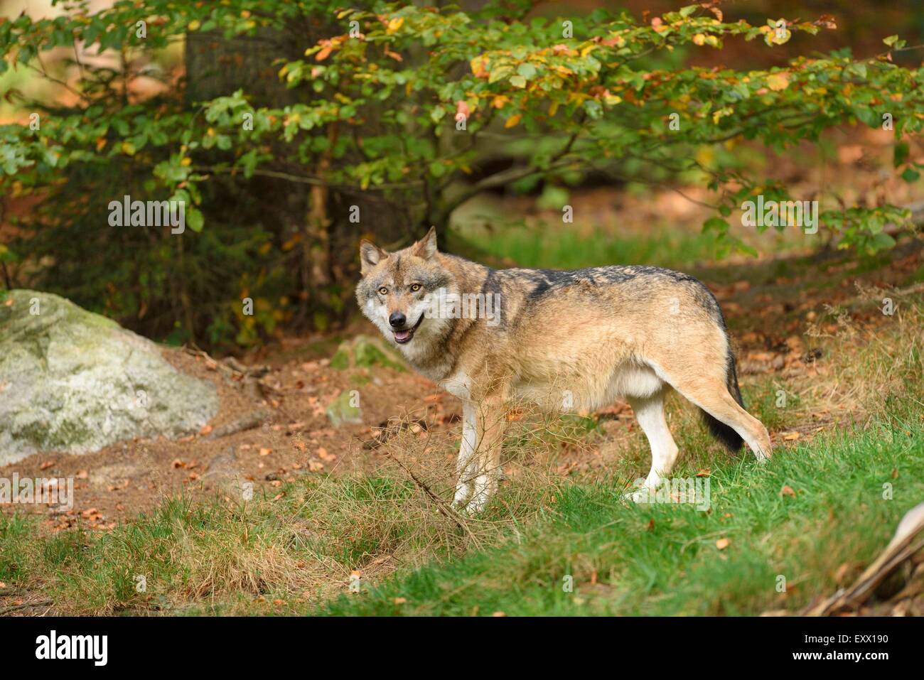 Eurasian wolf in a forest Stock Photo - Alamy