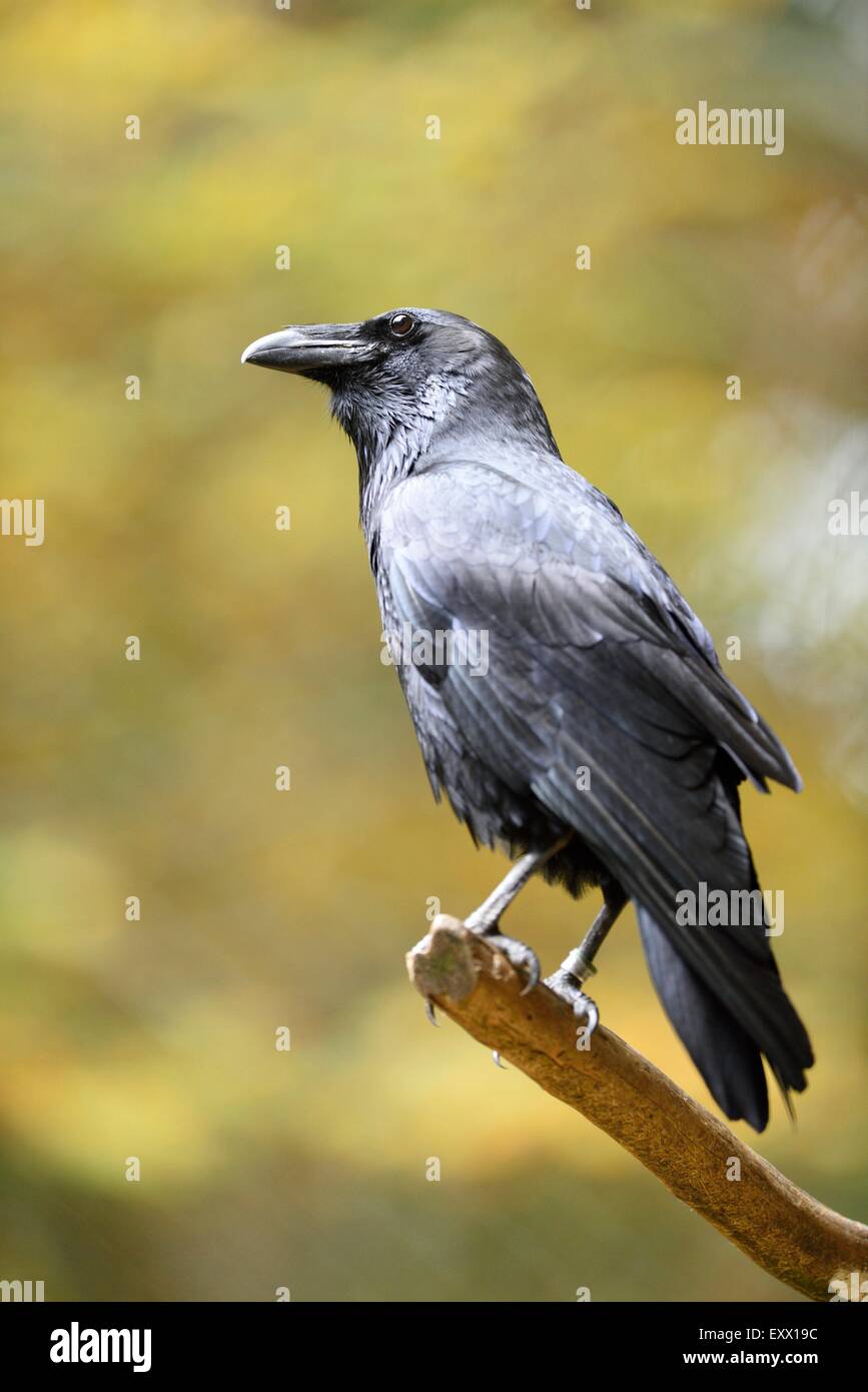 Raven on branch hi-res stock photography and images - Alamy