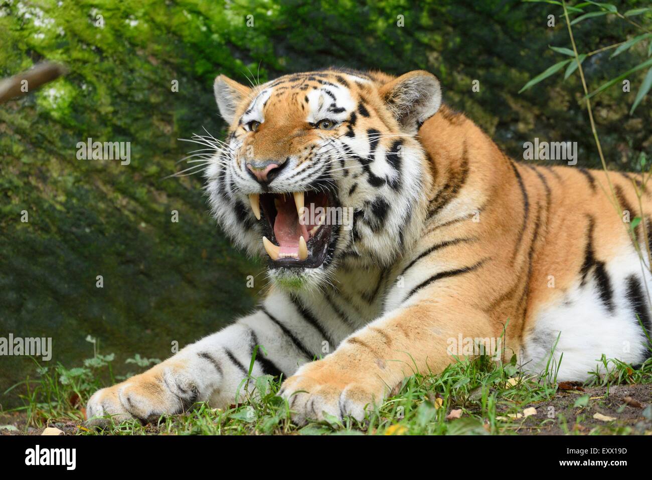 Tiger roaring hi-res stock photography and images - Alamy