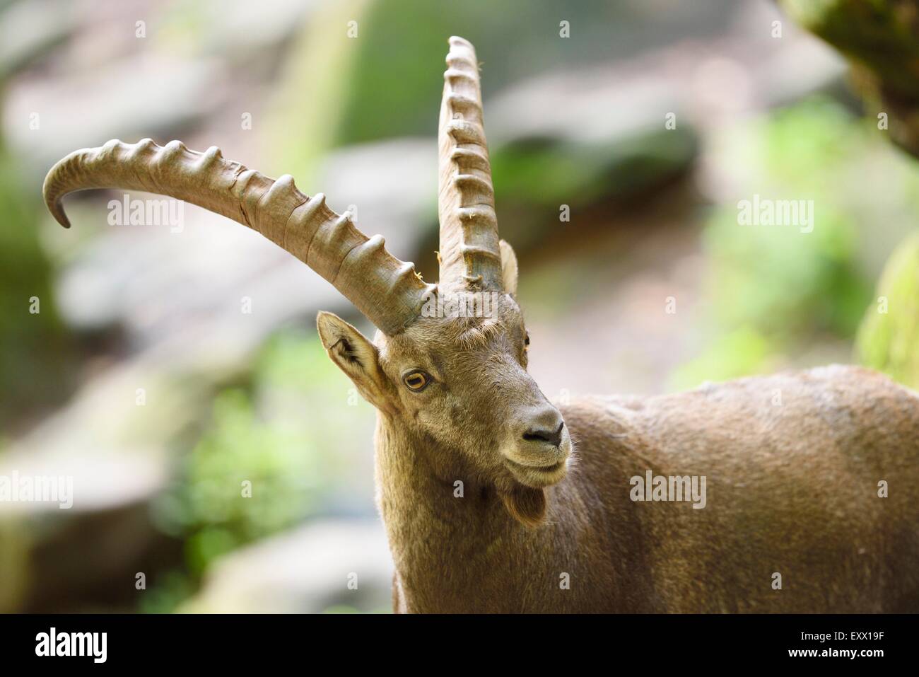 Alpine flora and fauna hi-res stock photography and images - Alamy