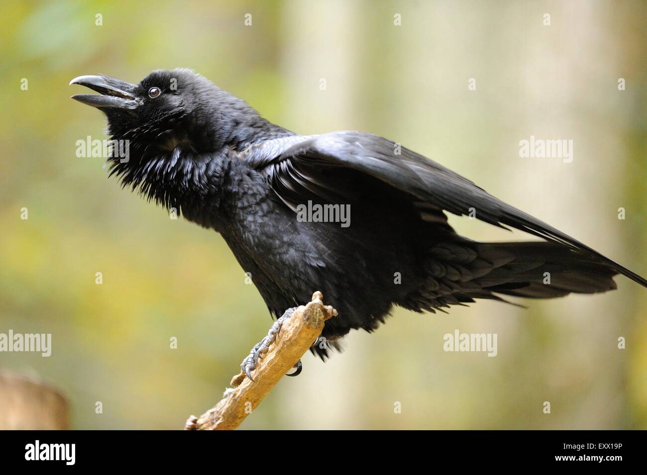 Raven On Branch High Resolution Stock Photography and Images - Alamy