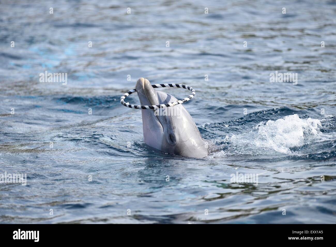 Bottlenose dolphin with a ring, Tursiops truncatus, Bavaria, Germany ...
