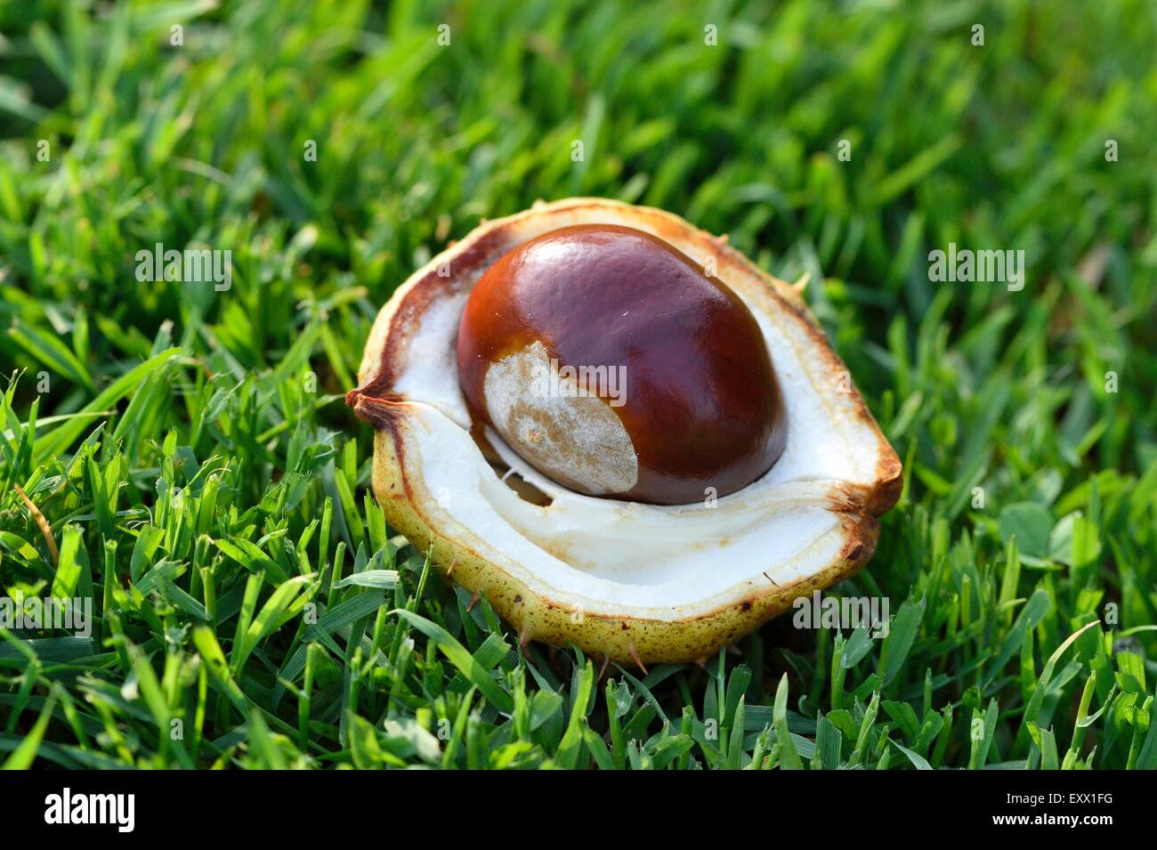 Horse chestnut, Bavaria, Germany, Europe Stock Photo - Alamy