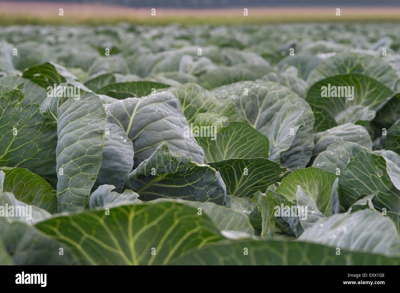 White cabbages on field Stock Photo - Alamy