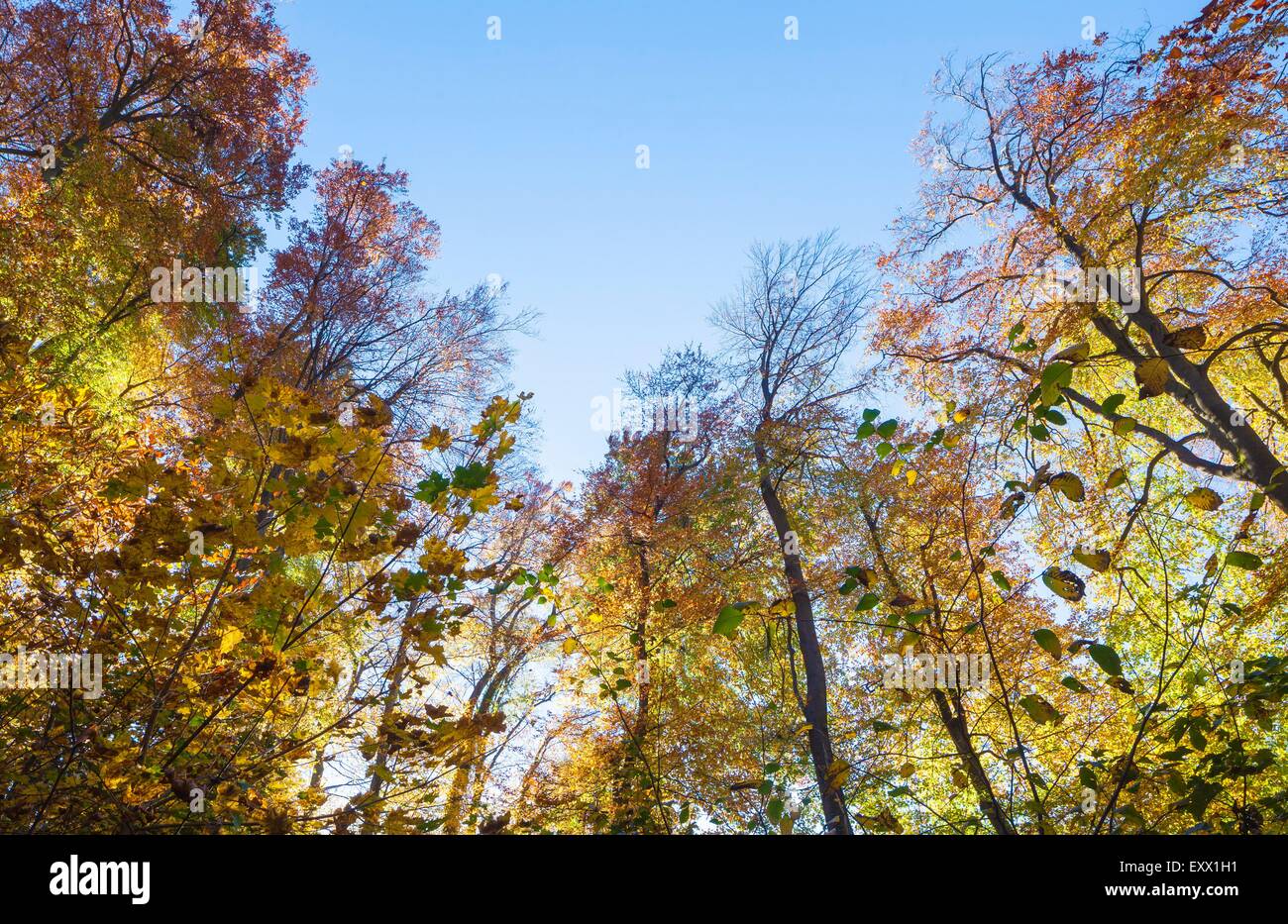 Worms Eye View Trees Autumn High Resolution Stock Photography and ...