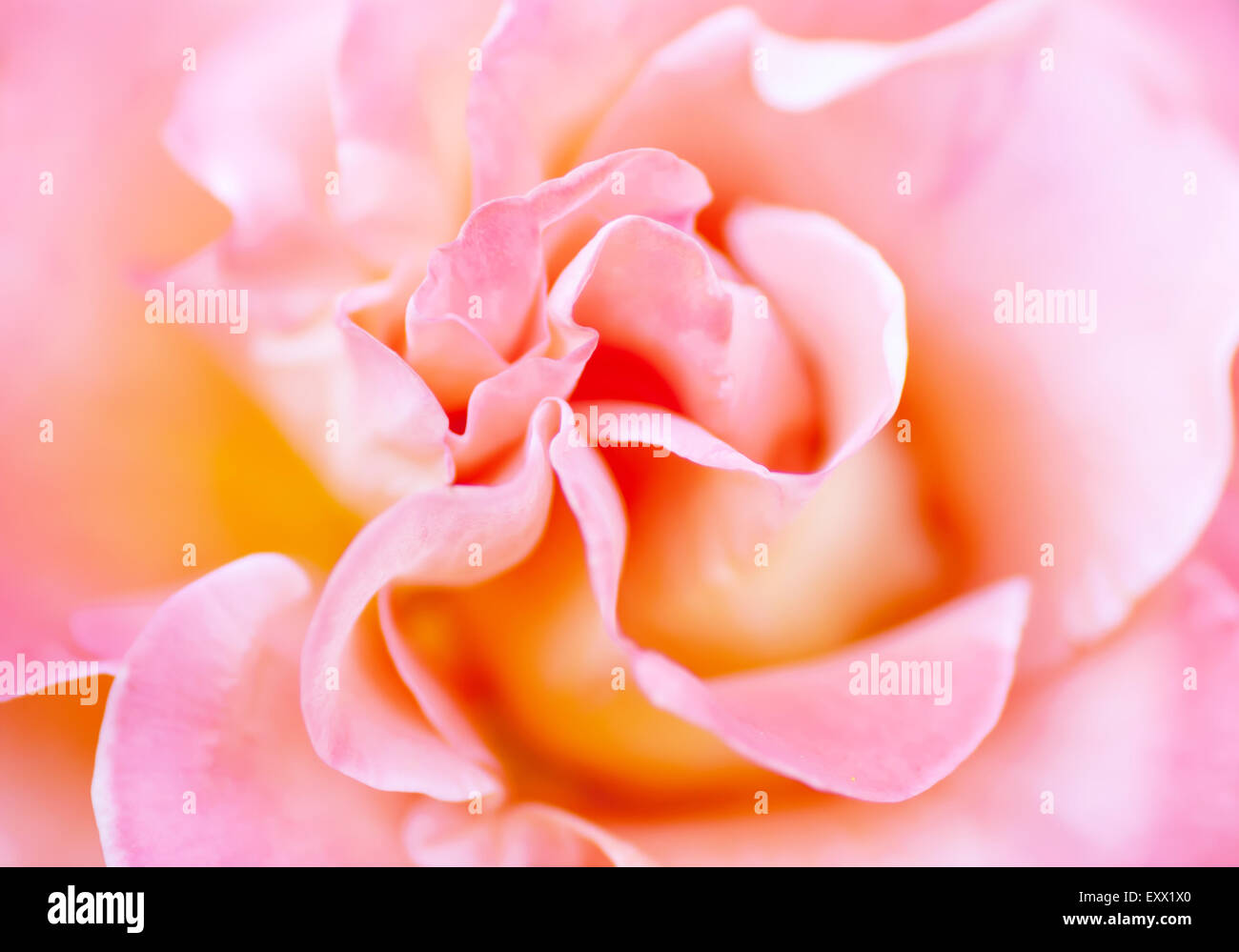 Soft and romantic hi-res stock photography and images - Alamy