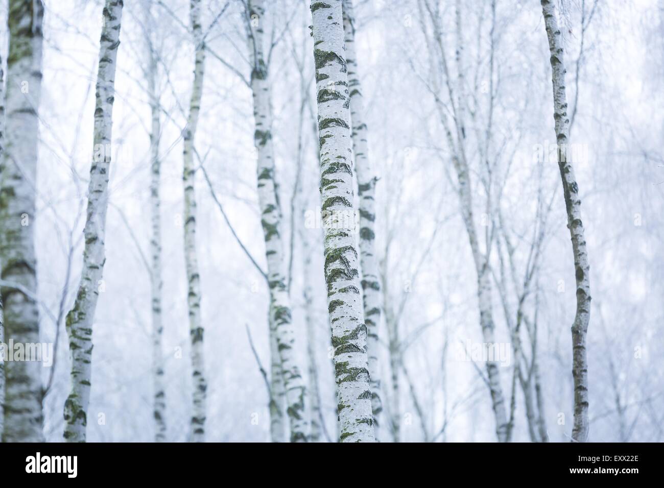 Frosty birch forest in winter. Polish rural countryside. Close up of ...
