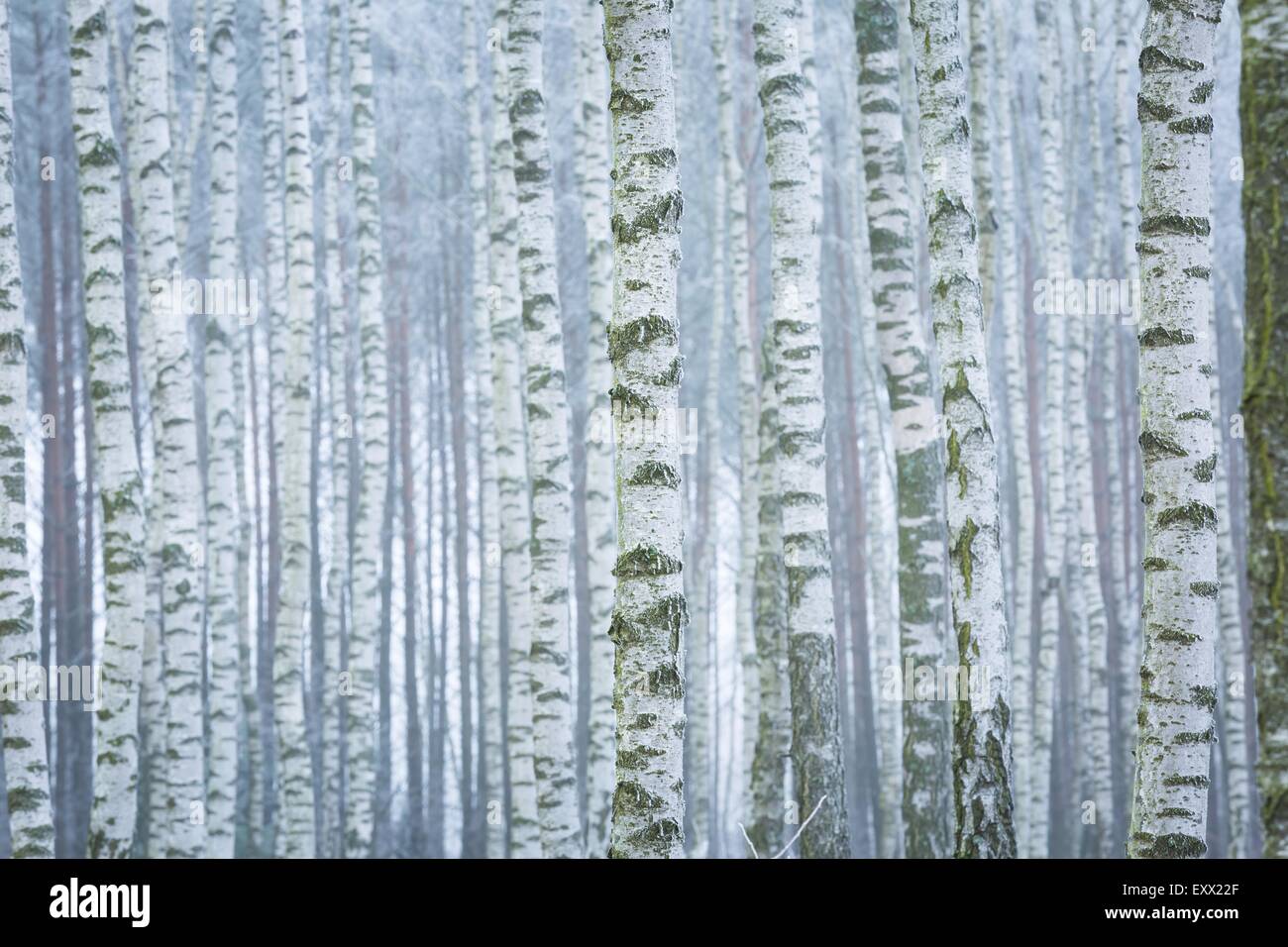 Frosty birch forest in winter. Polish rural countryside. Close up of ...