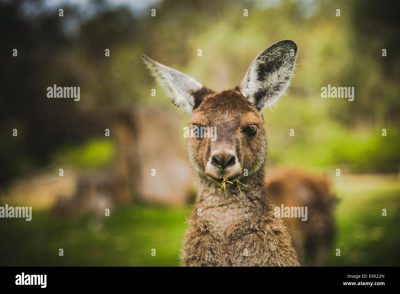 Kangaroo eating grass hi-res stock photography and images - Alamy