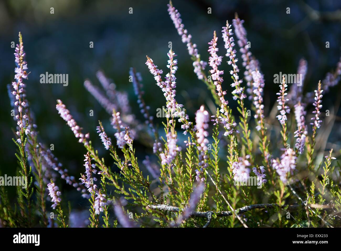 Heather flowers hi-res stock photography and images - Alamy