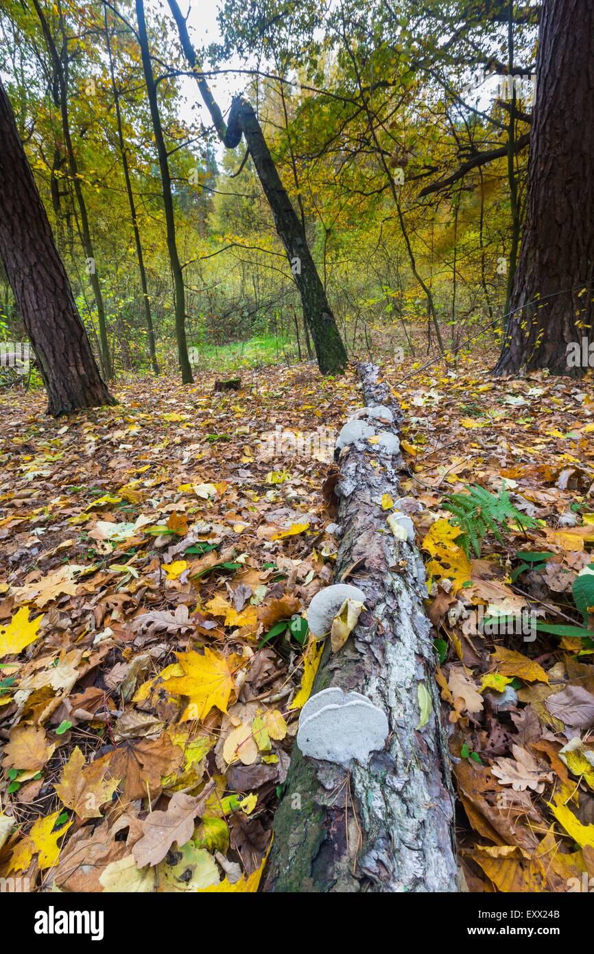 Beautiful autumnal landscape of foggy forest with fallen leaves and old ...