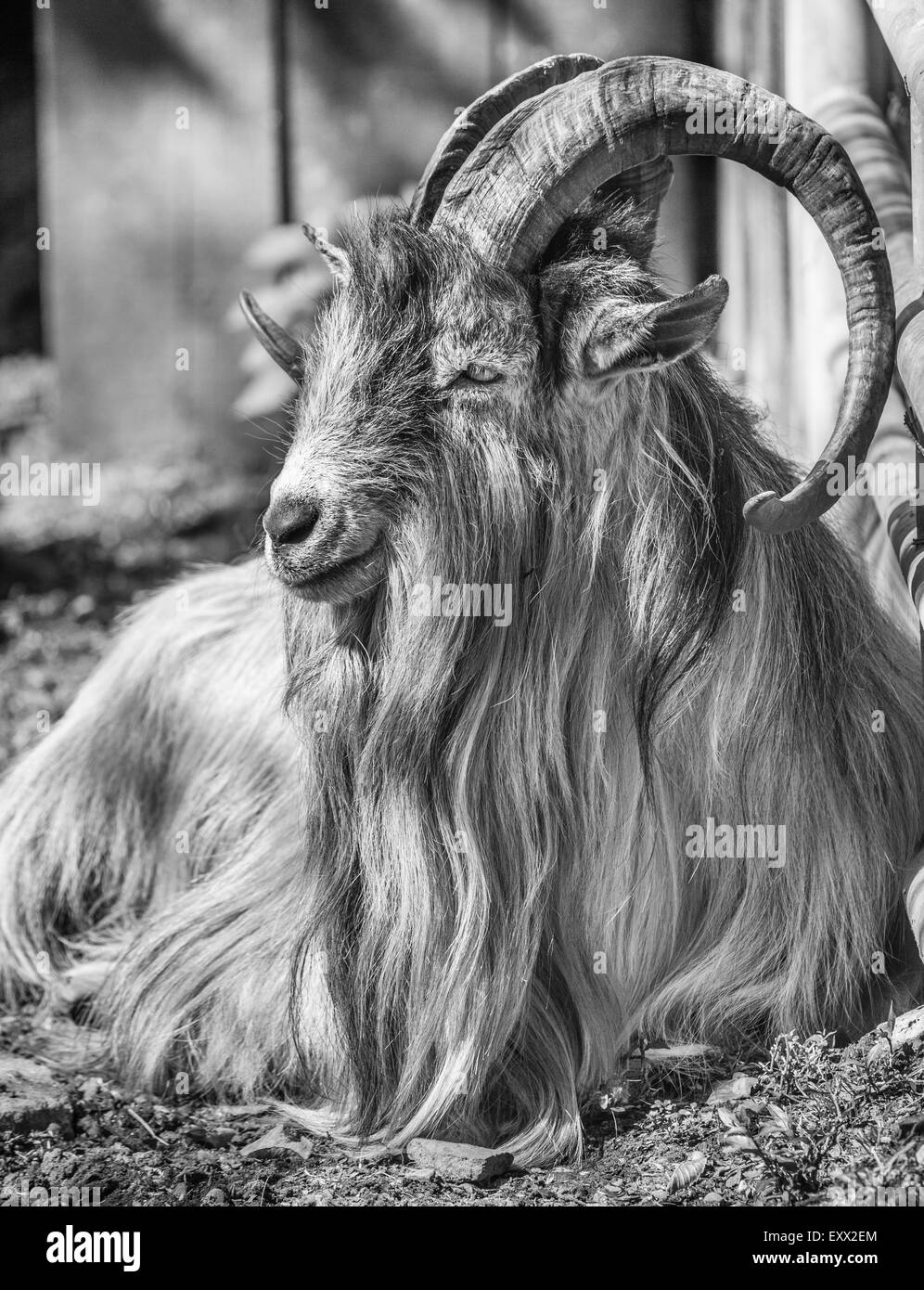 Hairy goat hi-res stock photography and images - Alamy