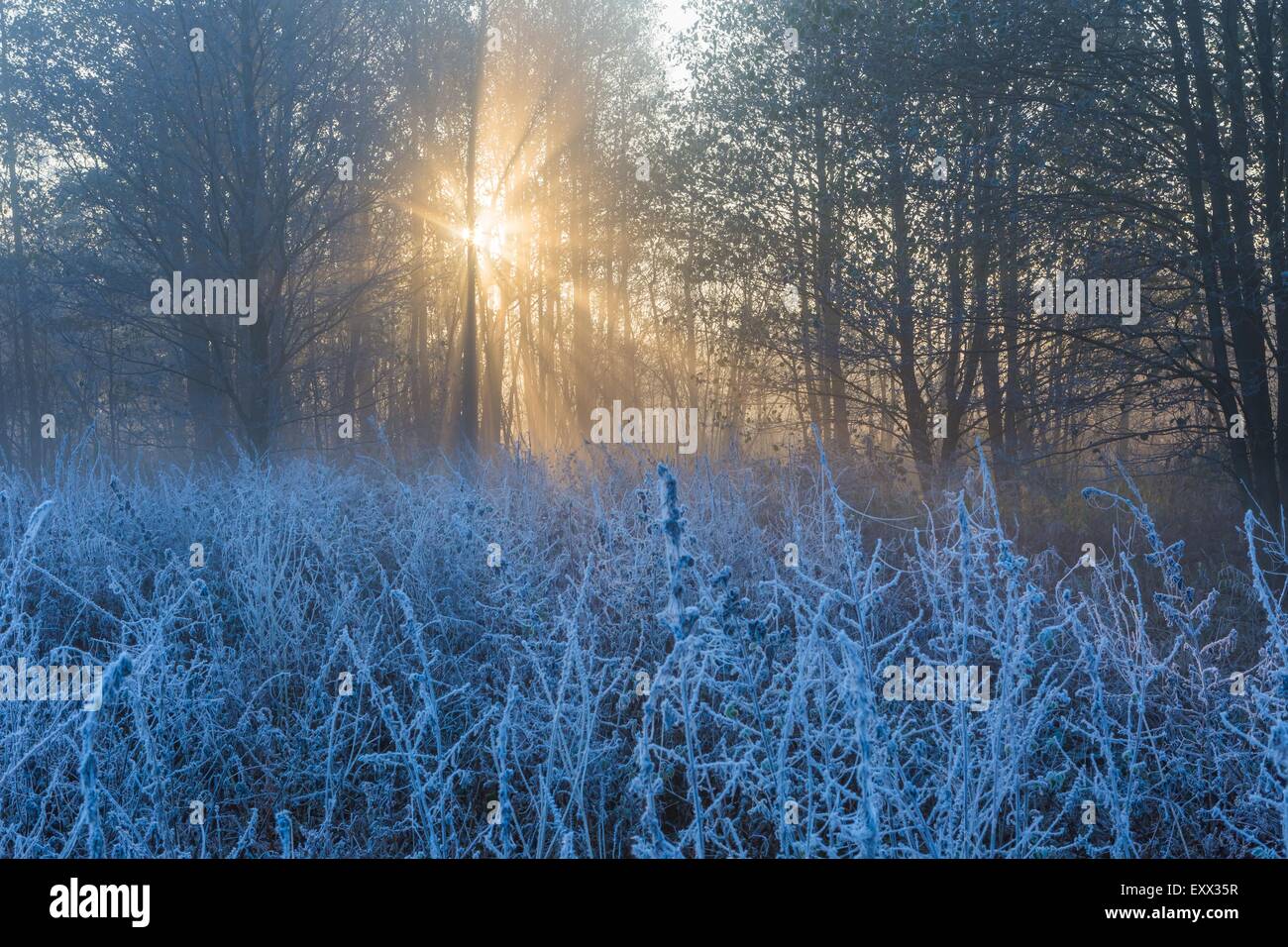 Beautiful landscape with autumnal frost at sunrise. Frozen plants on ...