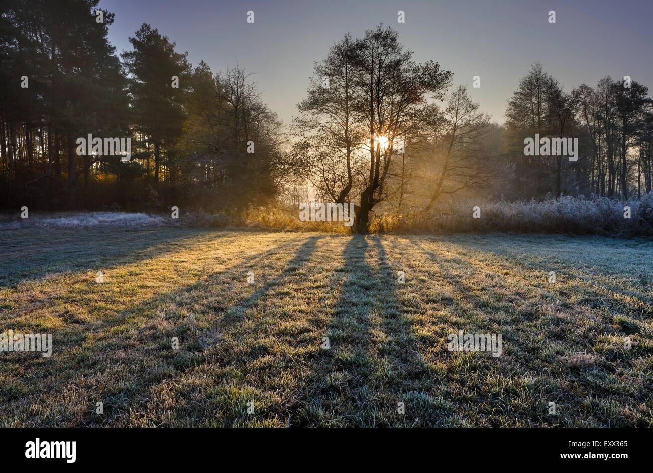 Beautiful landscape with autumnal frost at sunrise. Frozen plants on ...
