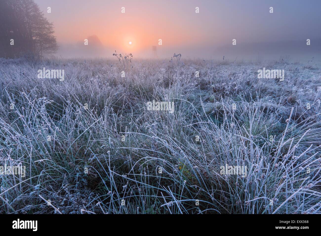 Beautiful landscape with autumnal frost at sunrise. Frozen plants on ...