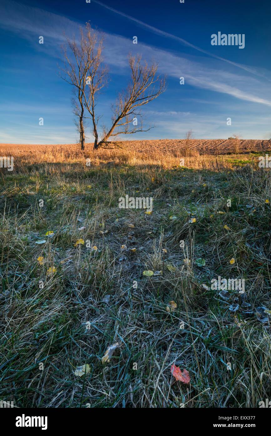 Landscape single withered tree hi-res stock photography and images - Alamy