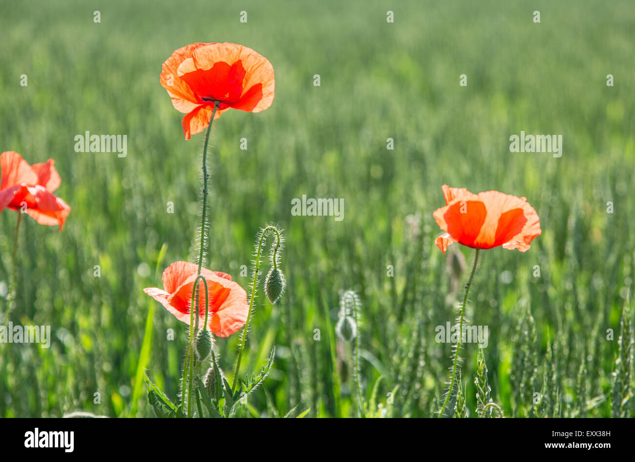 Field of red dainty poppies. Nature background Stock Photo - Alamy