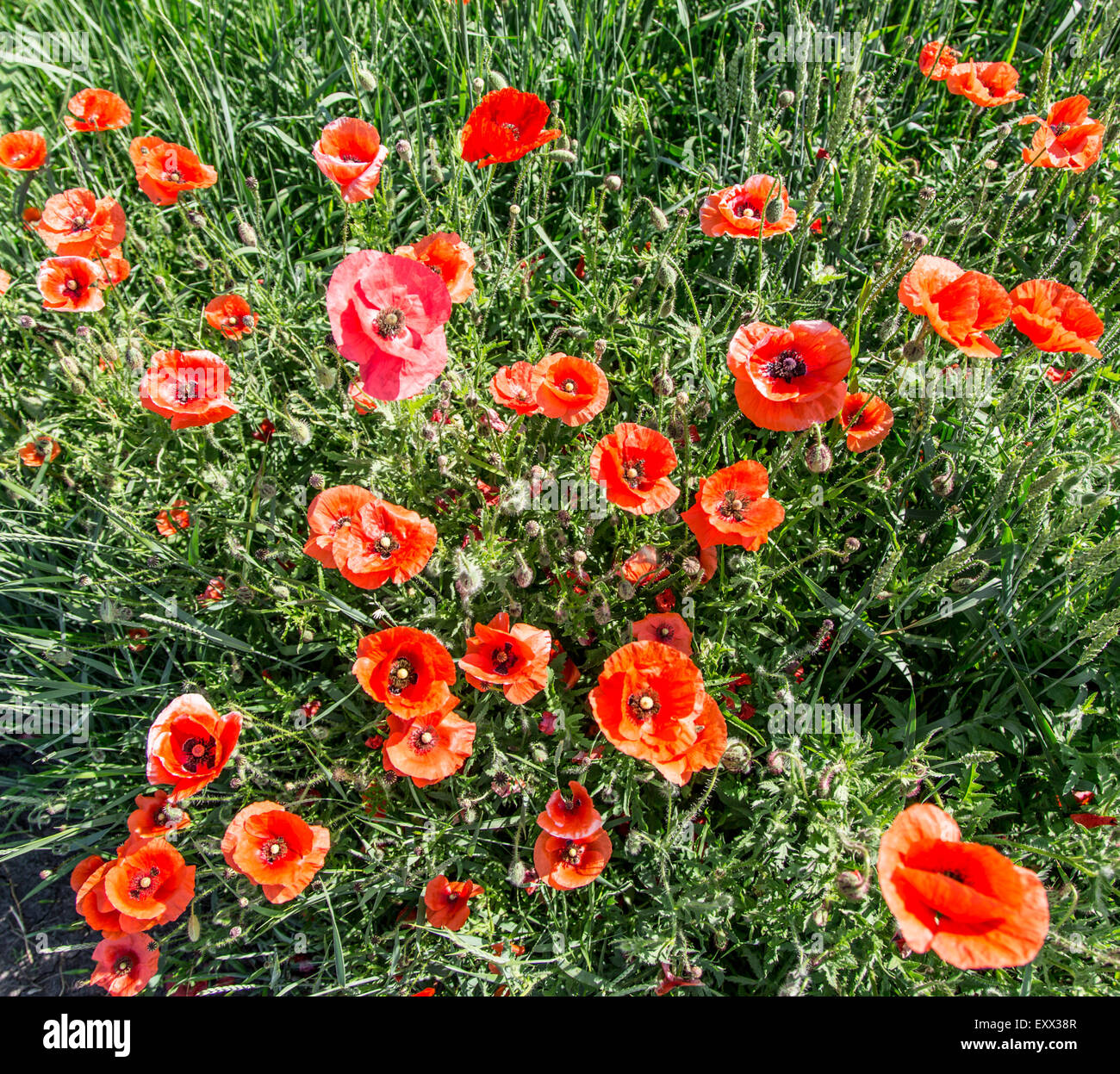 Field of red dainty poppies. Nature background Stock Photo - Alamy