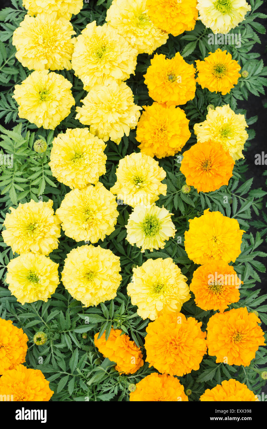 Overhead overhead views hi-res stock photography and images - Alamy