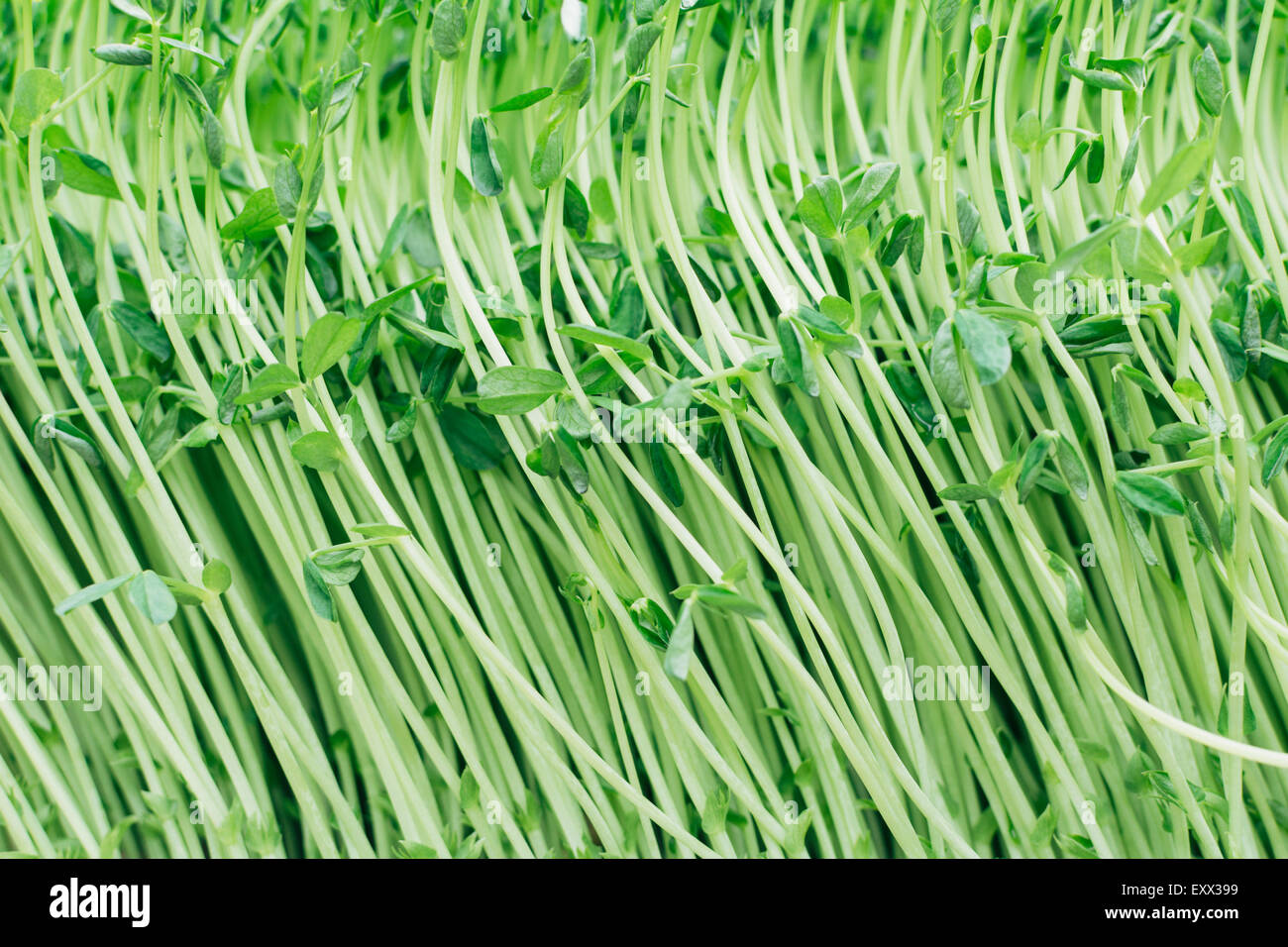 Close up of sweet pea sprouts Stock Photo - Alamy