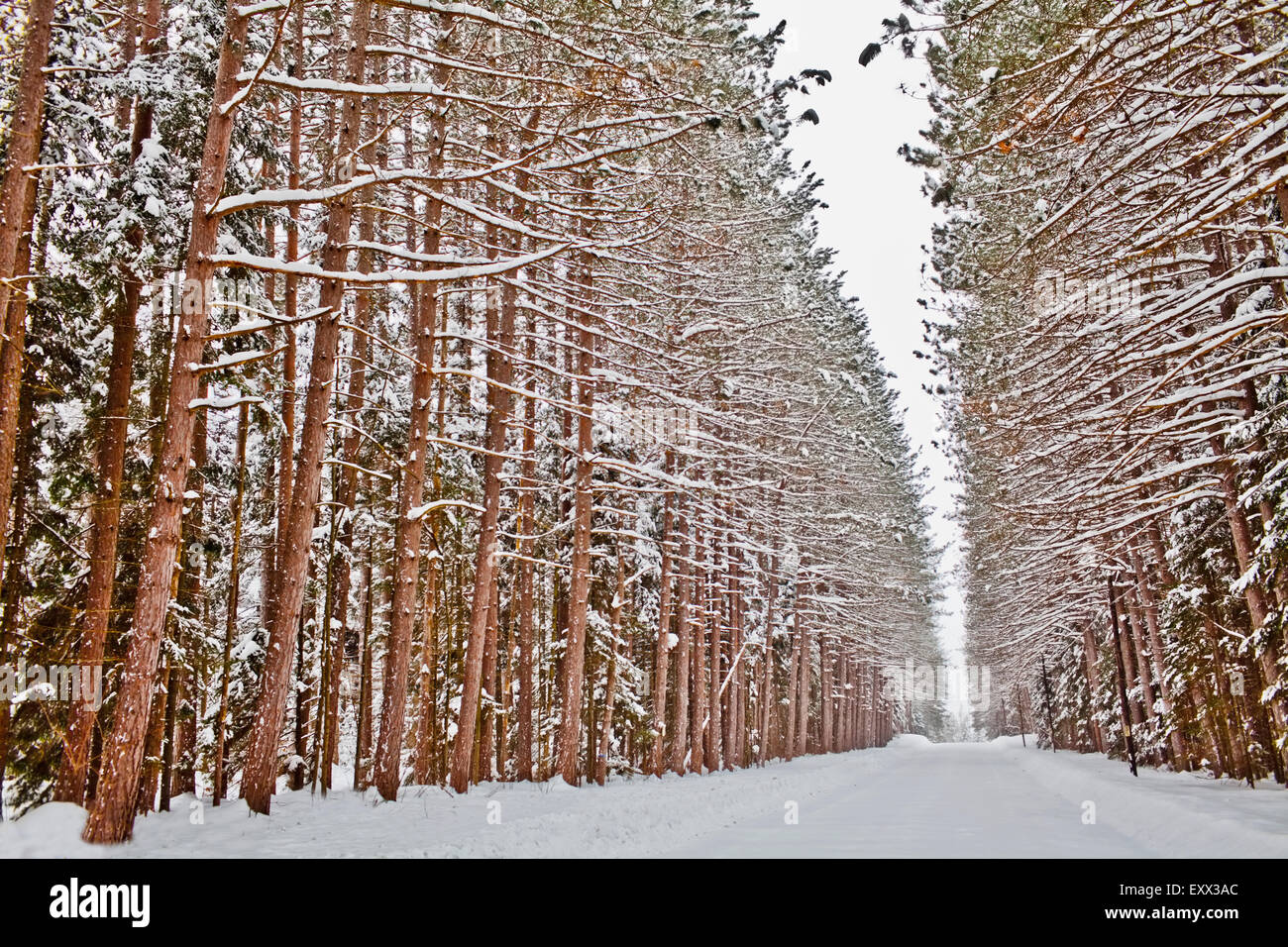 Snowy in sky branches hi-res stock photography and images - Alamy