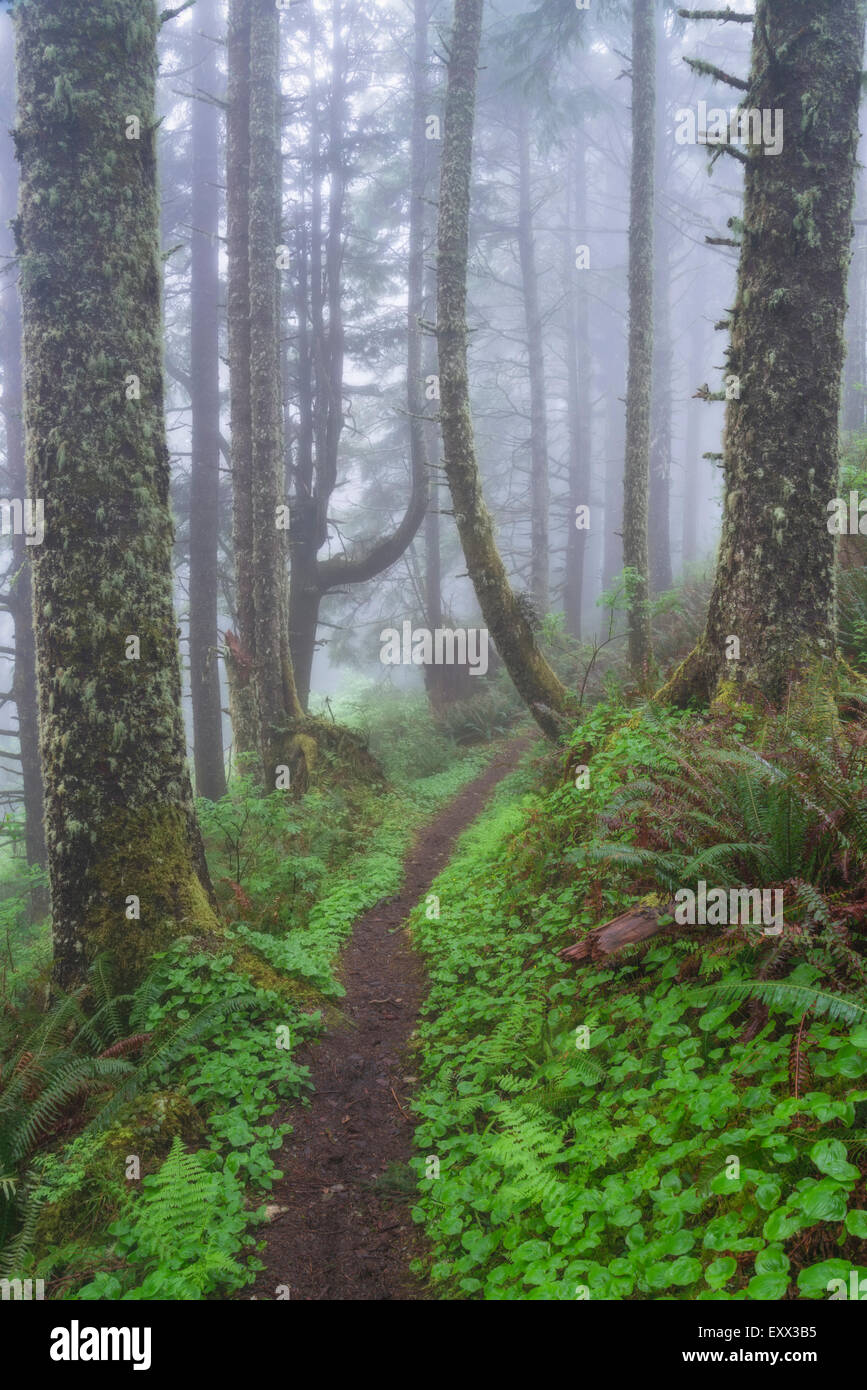 Foggy scenes hi-res stock photography and images - Alamy