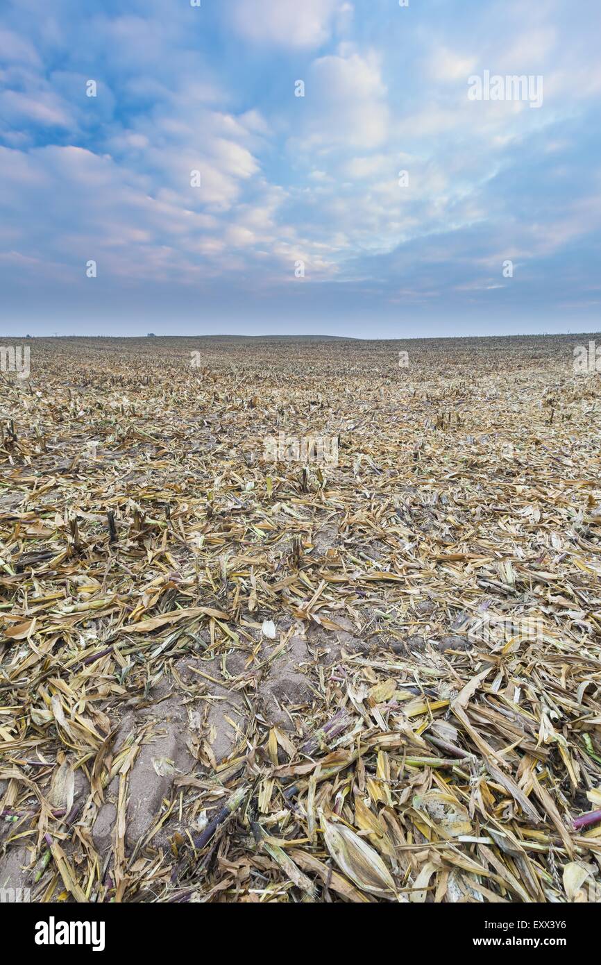 Corn field in autumn rural landscape hi-res stock photography and ...