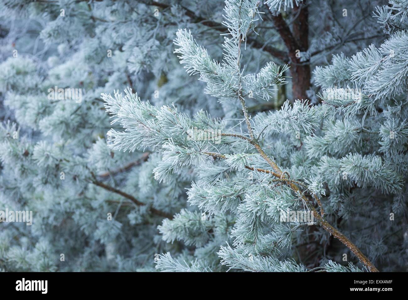 Beautiful frozen branches of trees in winter. Close up of trees in cold ...