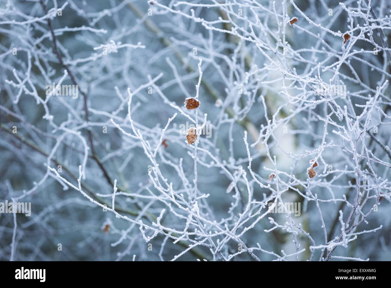 Beautiful frozen branches of trees in winter. Close up of trees in cold ...
