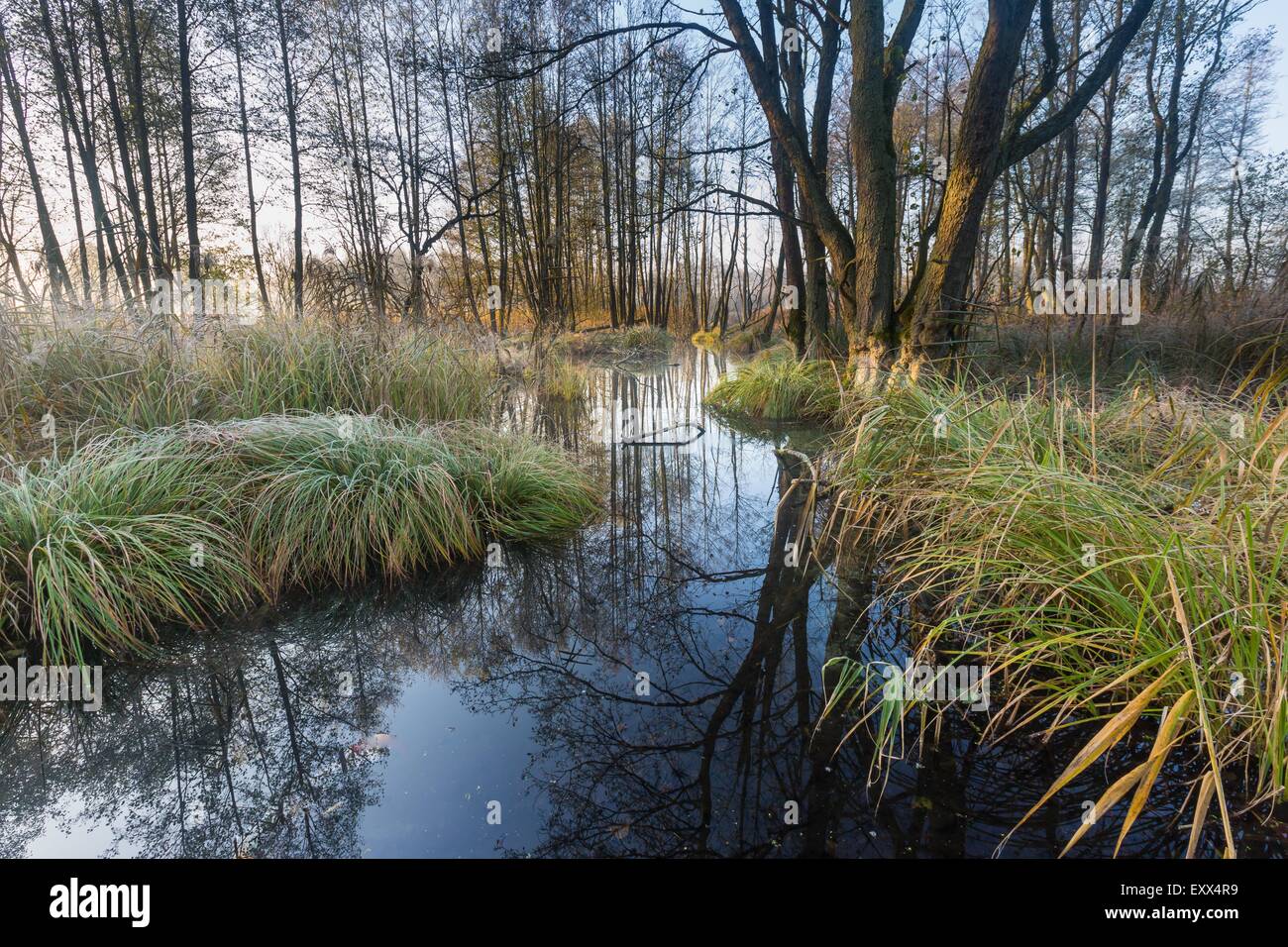 Beautiful morning landscape of wetlands. Wild rural landscape ...