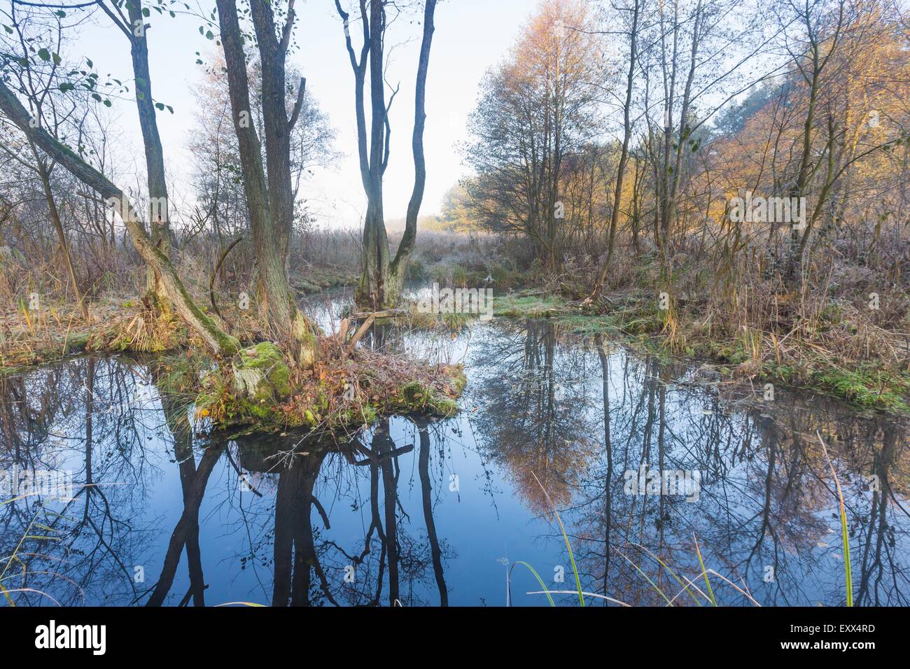 Beautiful morning landscape of wetlands. Wild rural landscape ...