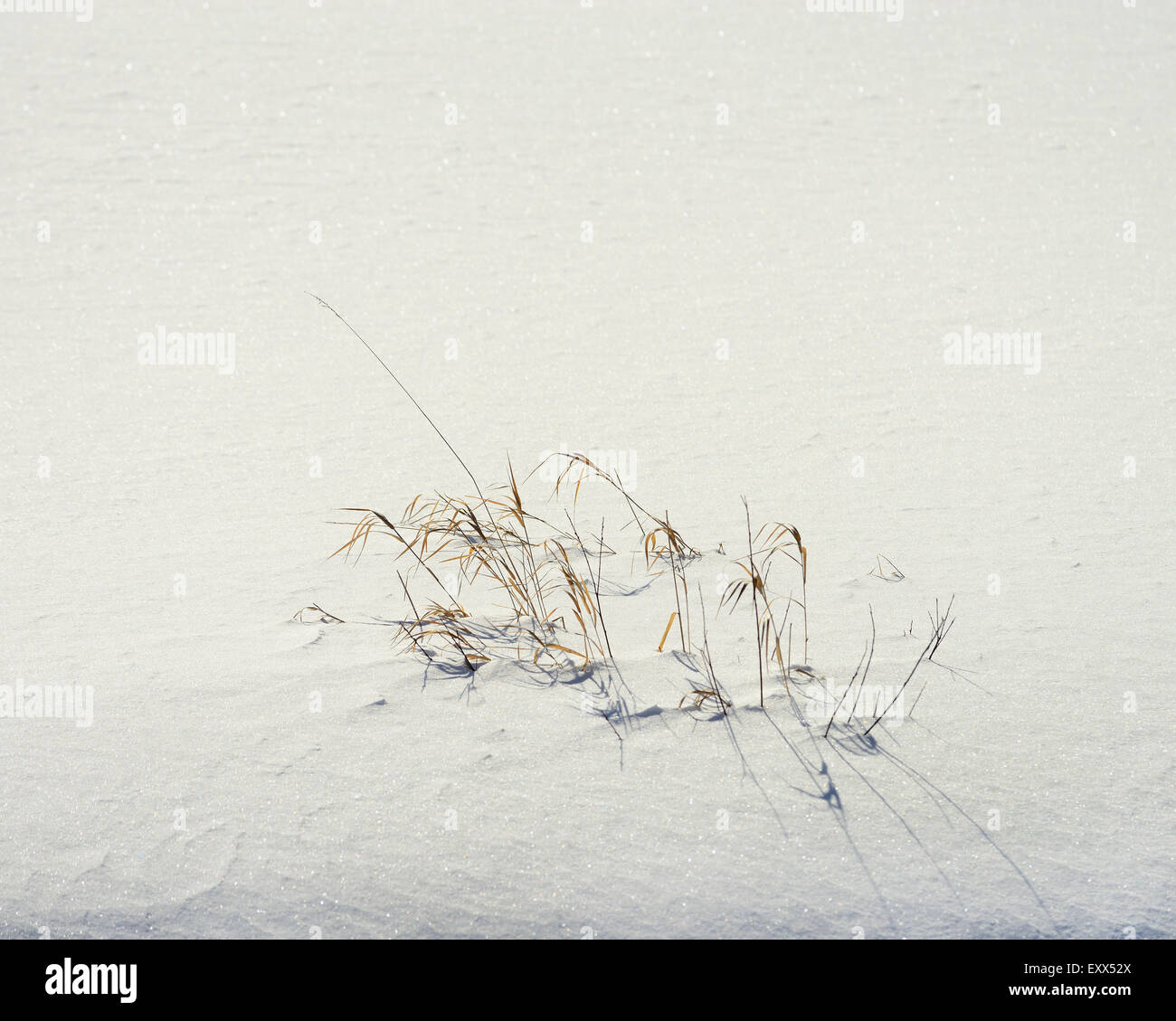 Sparse Grass Stock Photos & Sparse Grass Stock Images - Alamy